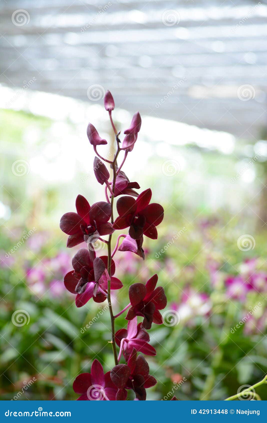 Dendrobium orchid stock photo. Image of head, clean, isolated - 42913448