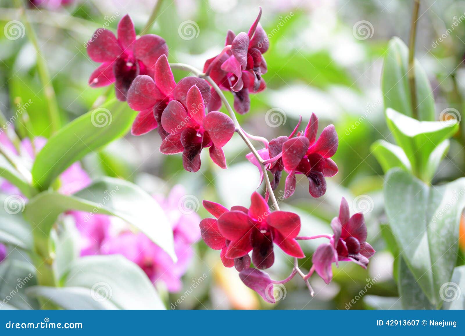 Dendrobium orchid stock image. Image of flower, floral - 42913607