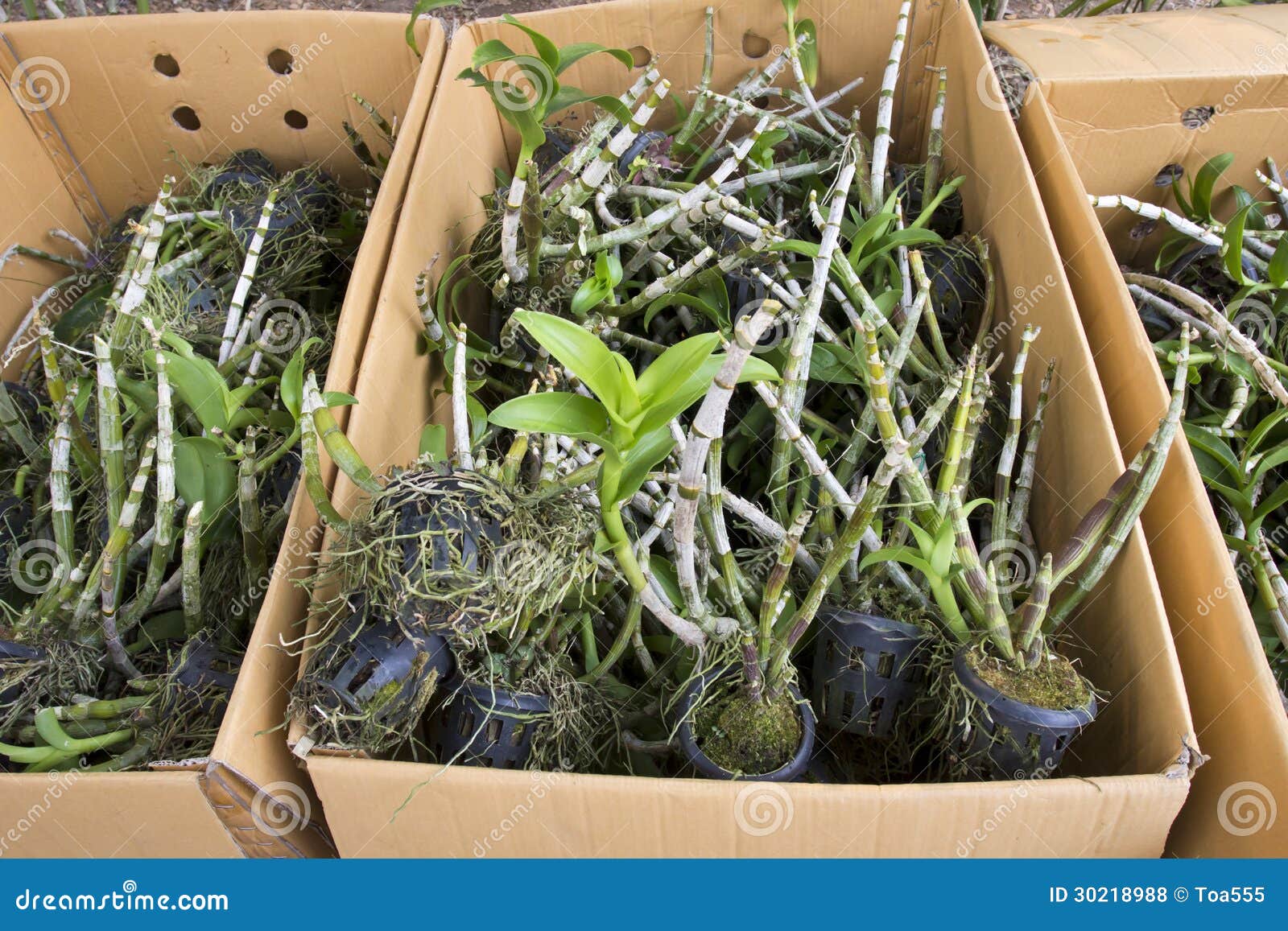 Dendrobium Orchid in Box for Transportation Stock Photo - Image of ...