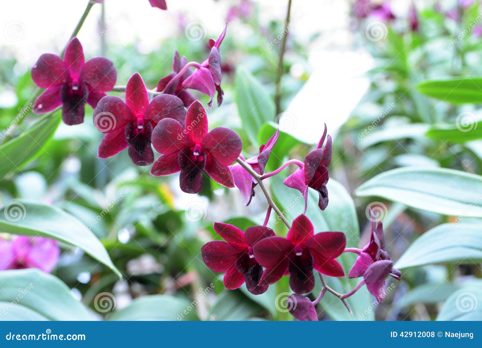 Dendrobium orchid stock photo. Image of macro, head, beautiful - 42912008