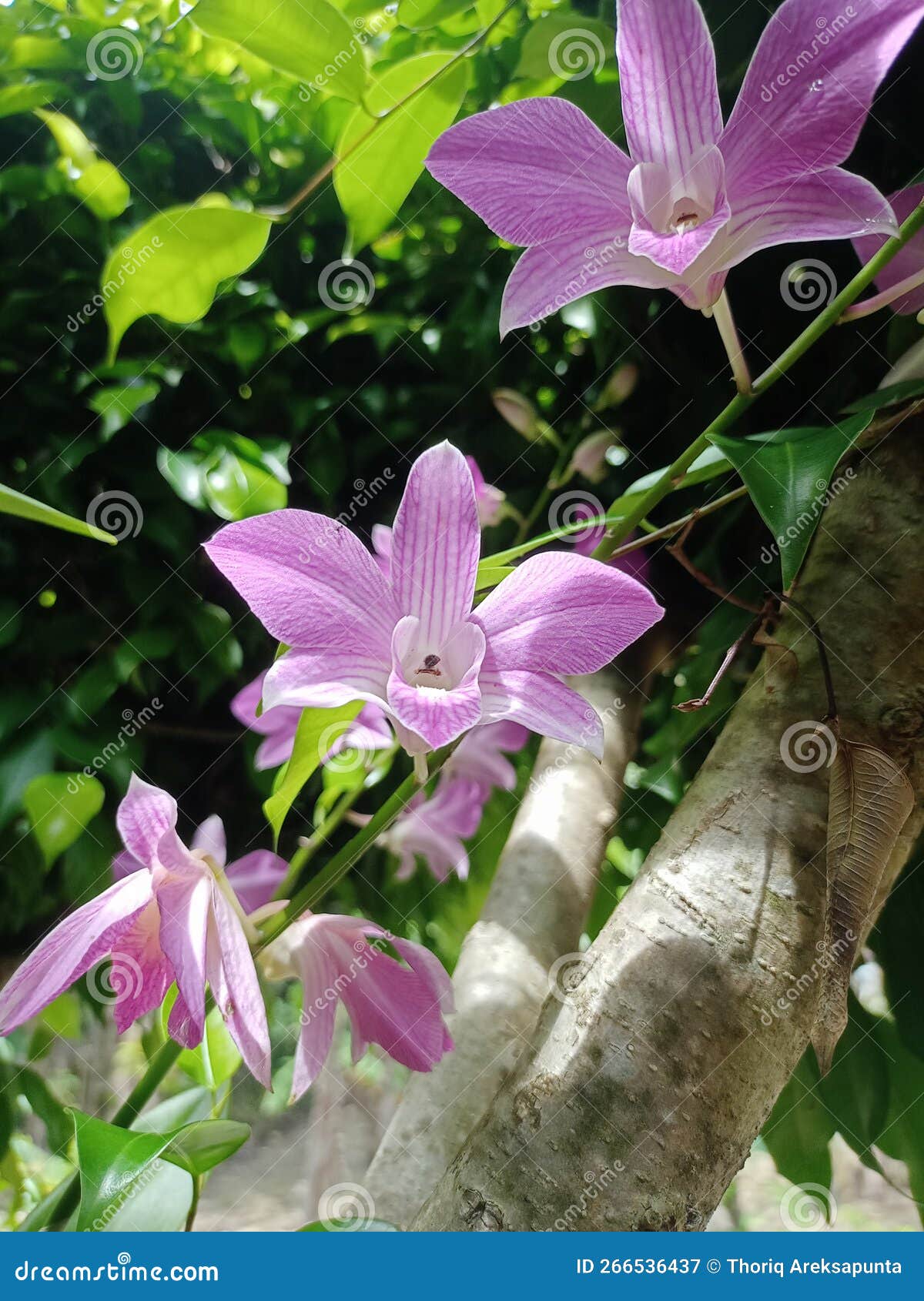 Orchid Flowers Grow on Banyan Trees Stock Image - Image of floral ...