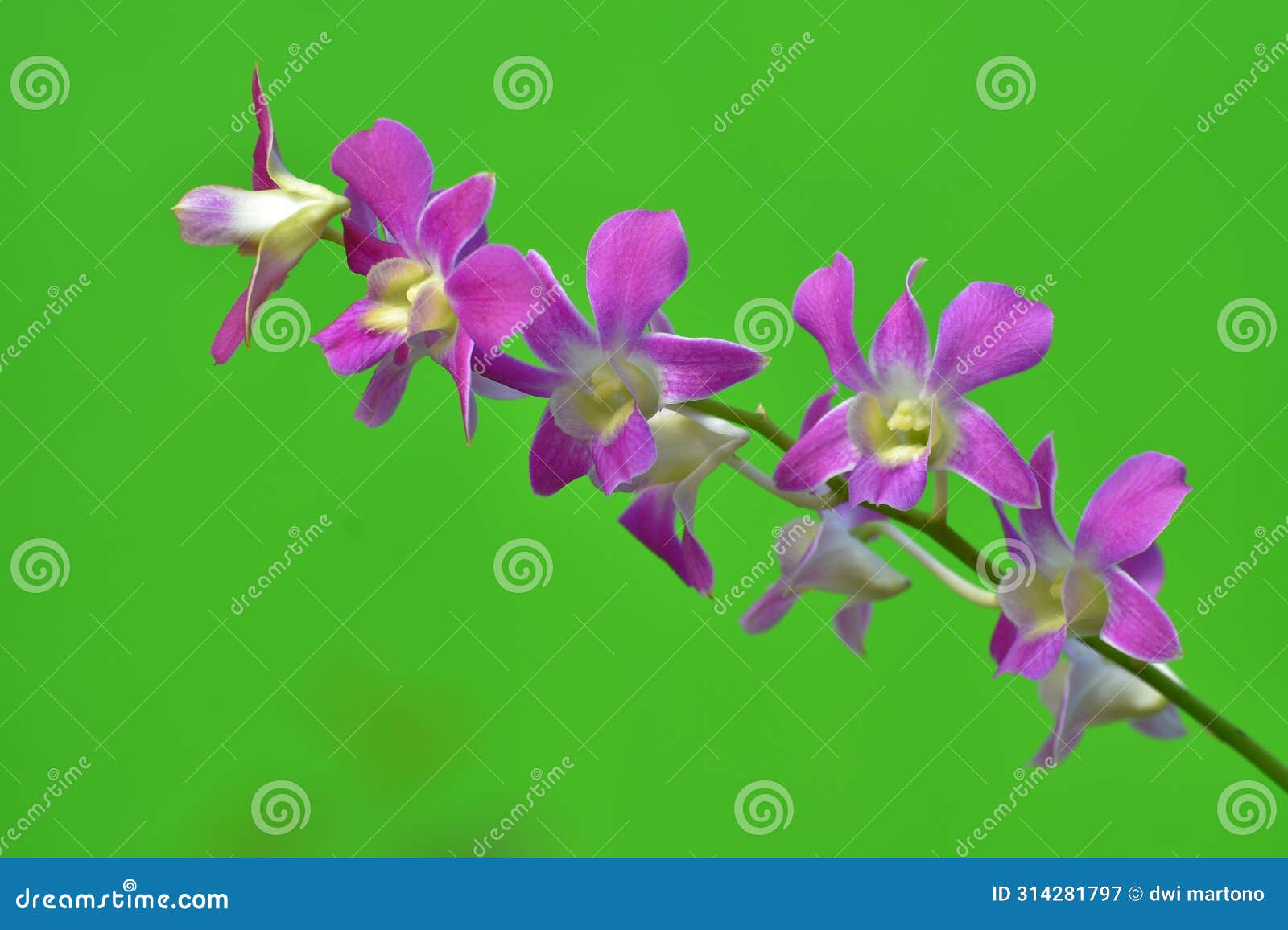 Dendrobium Orchids with Bright Flower Colors and Look Very Beautiful ...