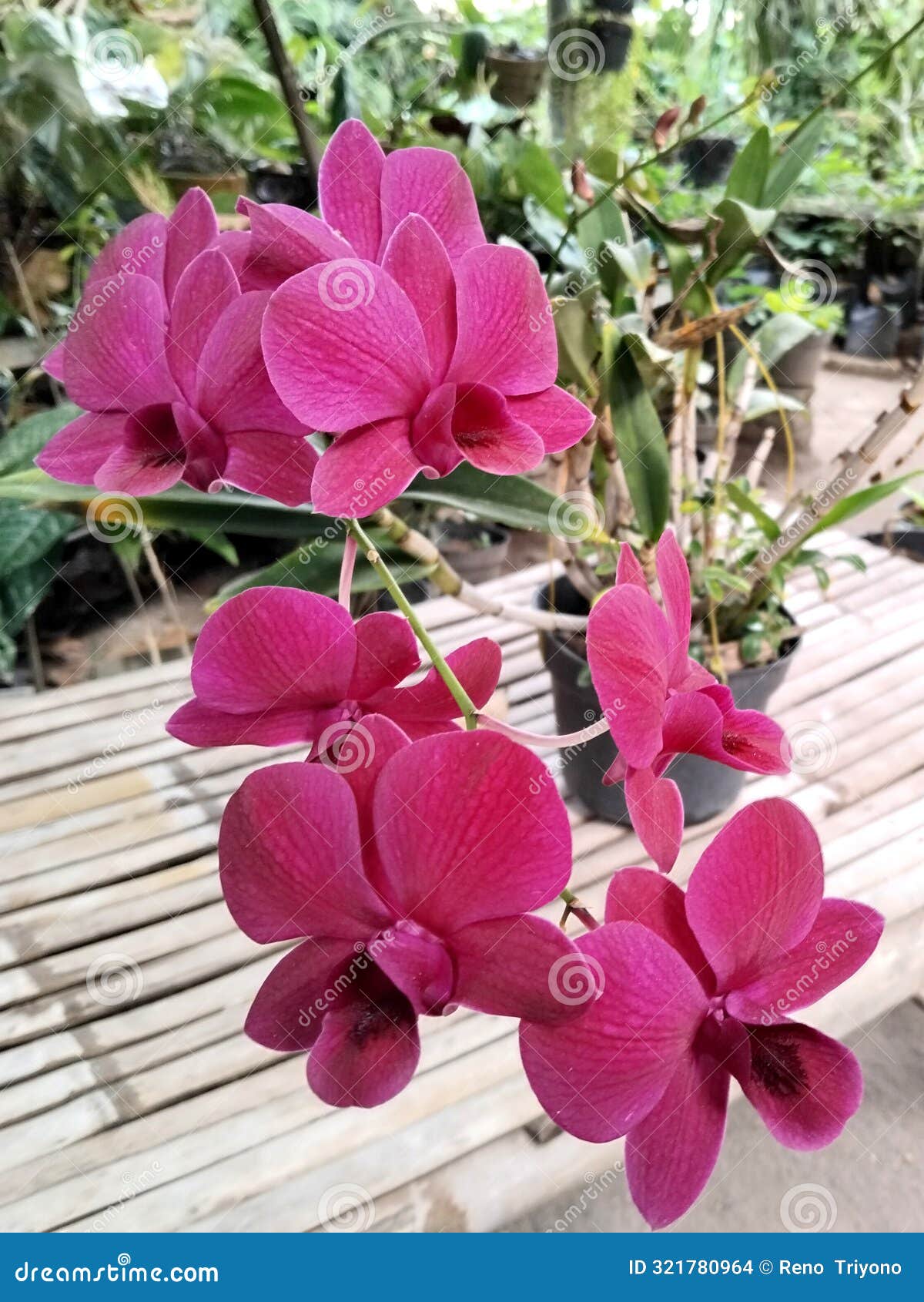 Beauti of Dark Purple Dendrobium Orchid Stock Photo - Image of summer ...