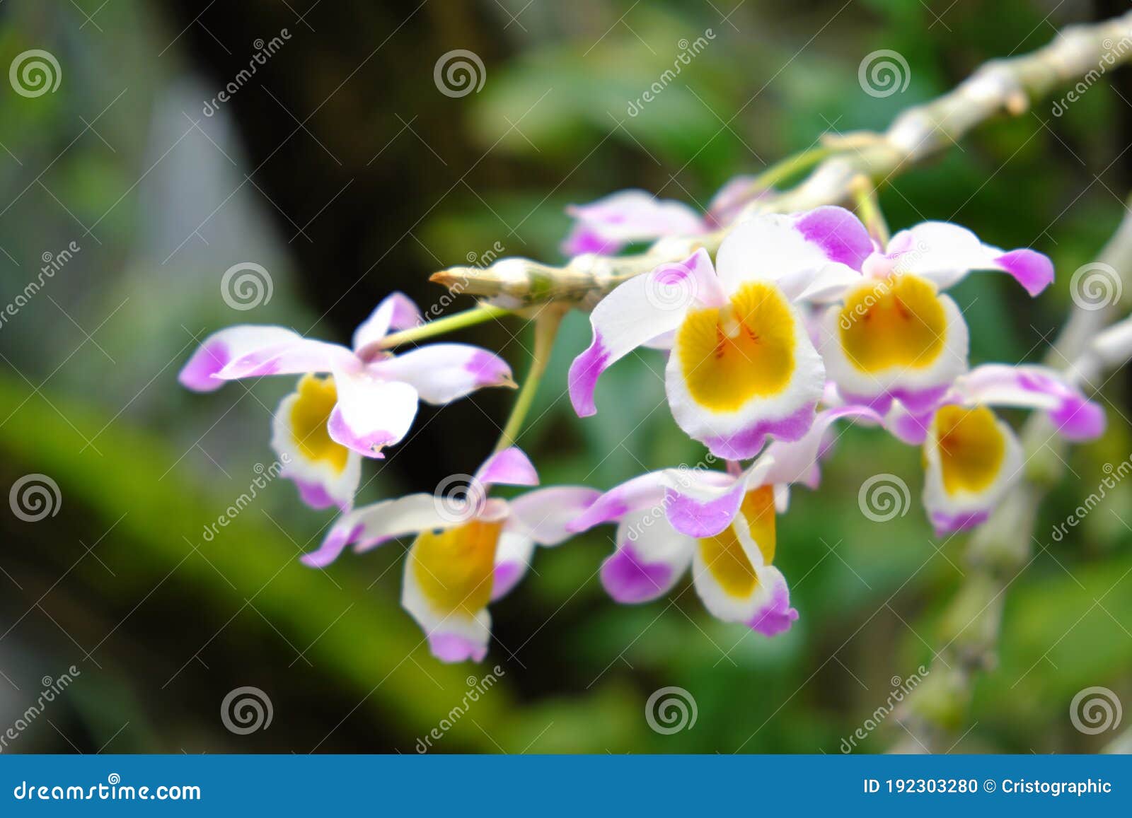 Dendrobium Pendulum Stock Photos - Free & Royalty-Free Stock Photos ...