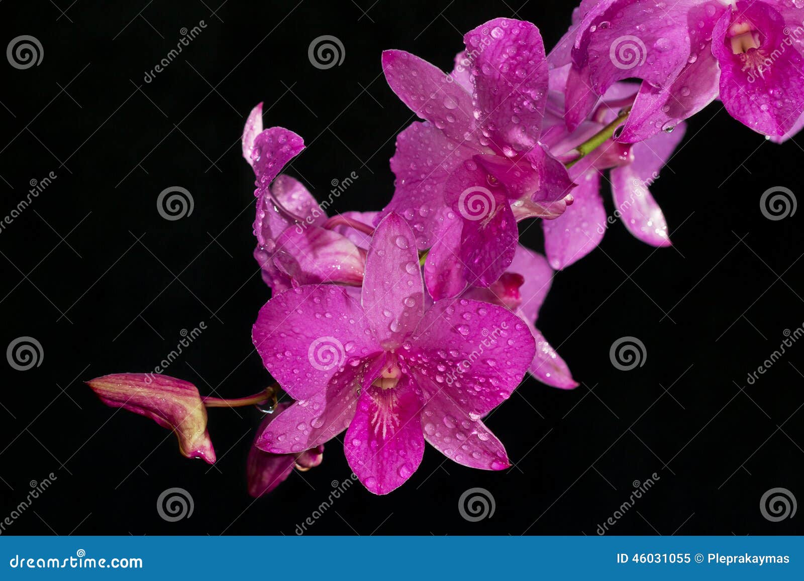 Dendrobium Pink Orchid with Dew Drop Stock Image - Image of floral ...