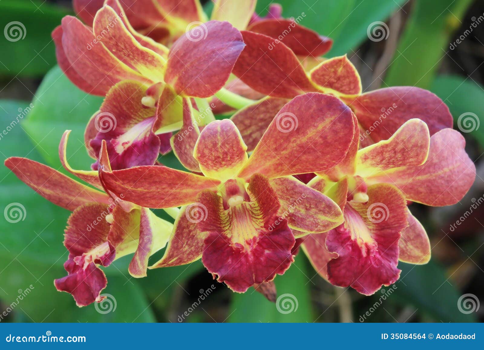Dendrobium, rode orchidee stock foto. Image of botanisch - 35084564