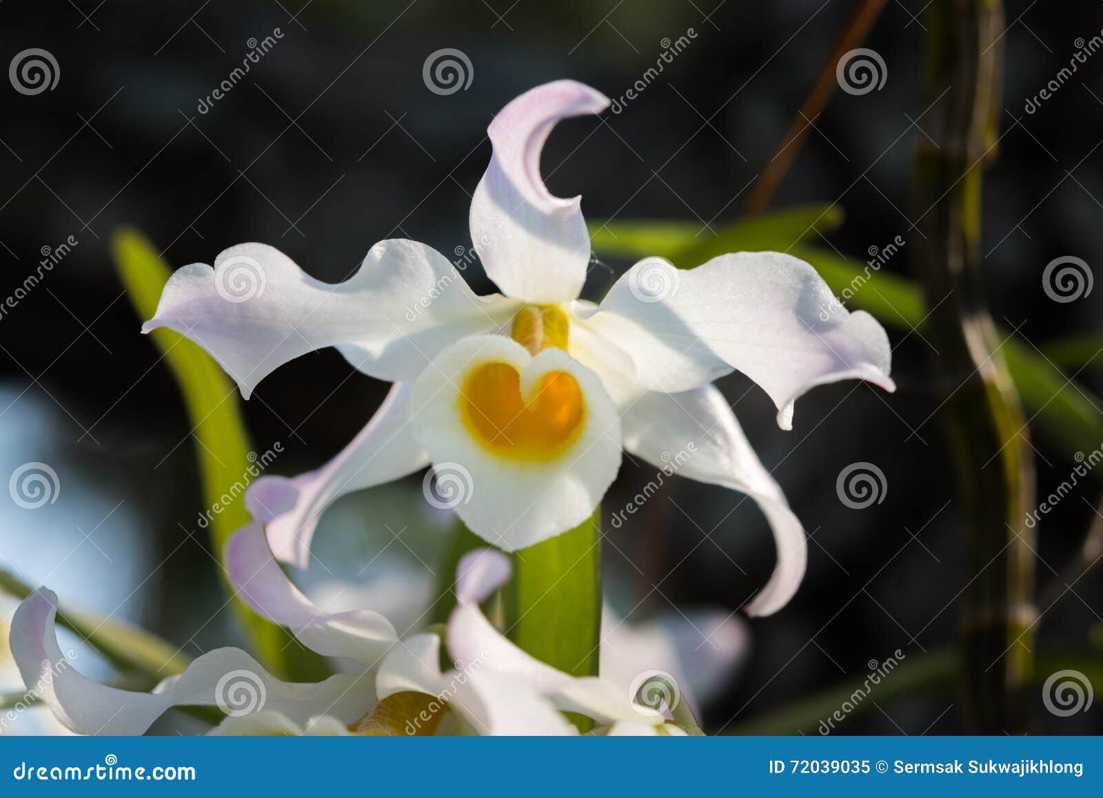 Dendrobium Signatum Orchids Stock Photos - Free & Royalty-Free Stock ...