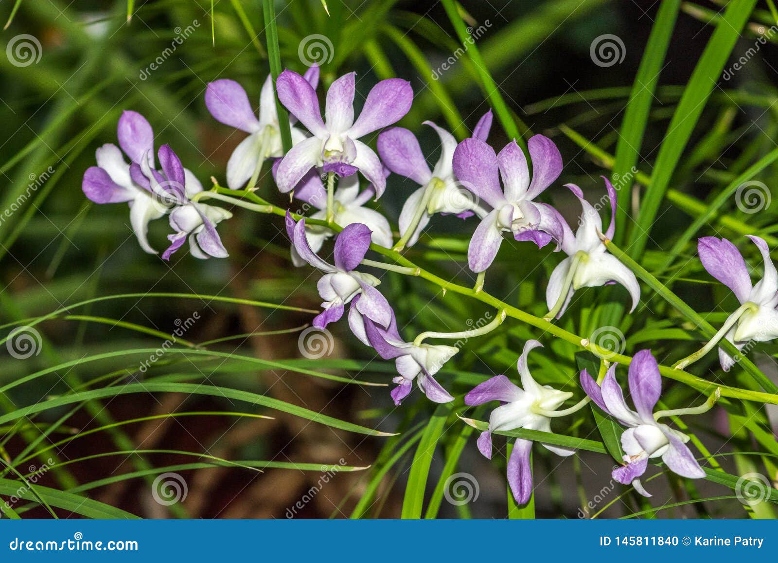 Dendrobium, Dendrobium Sunan Blue, Orchidaceae Stock Photo - Image of ...