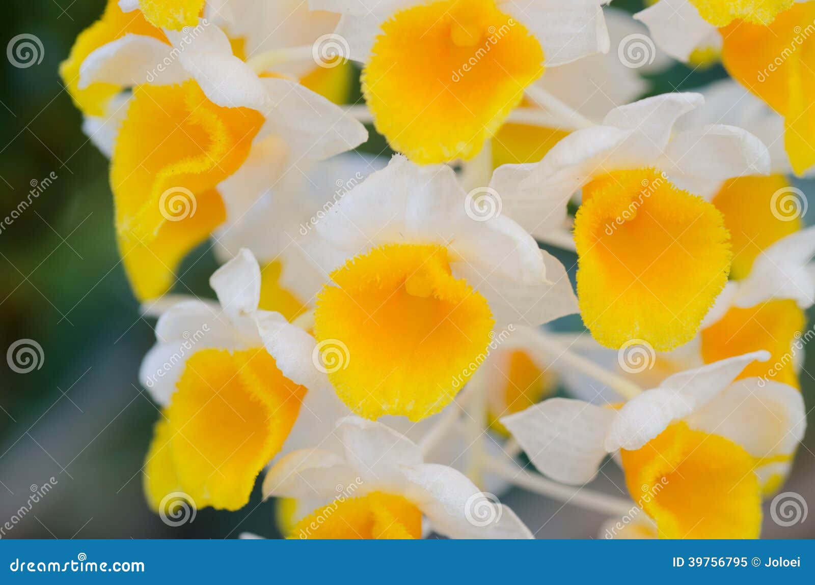 Dendrobium Thyrsiflorum Orchid, Pinecone-like Raceme Dendrobium ...