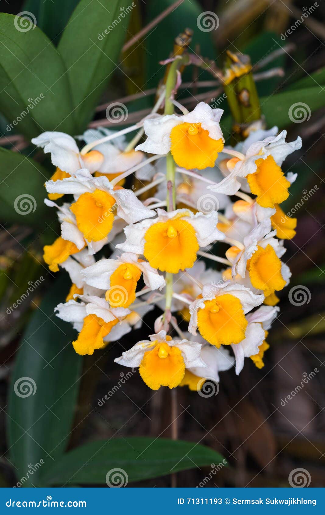 Dendrobium Thyrsiflorum Orchid, Pinecone-like Raceme Dendrobium ...