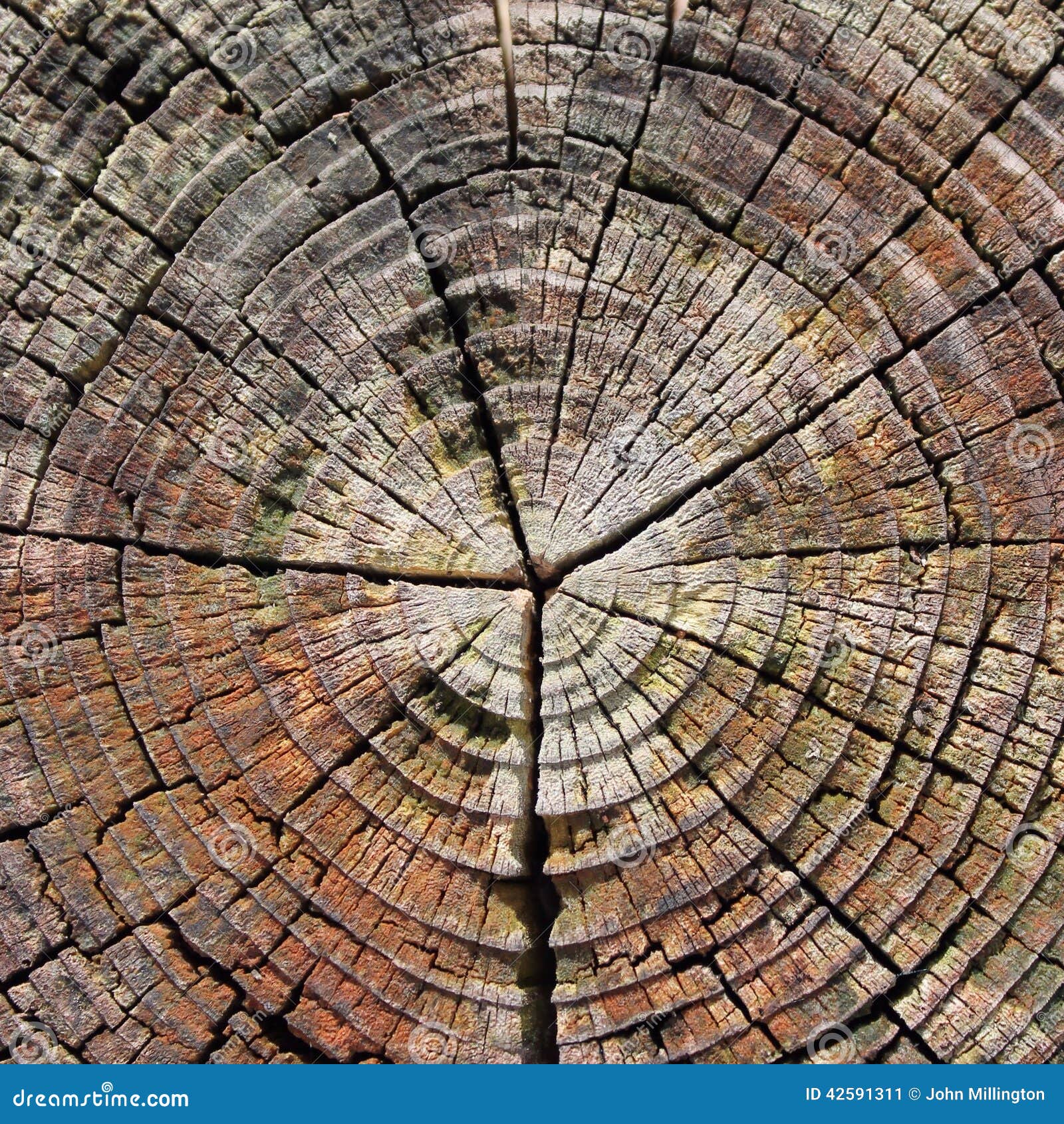 Dendrochronology stock image. Image of dendrochronology - 42591311