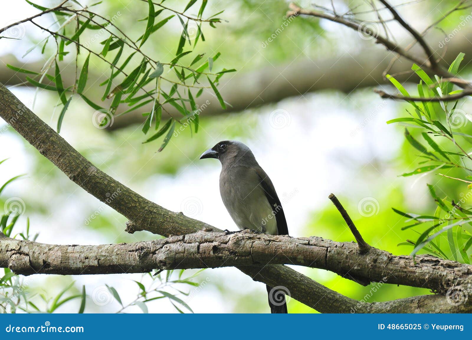 Dendrocitta Formosae. (Taiwan Birds) Stock Image - Image of single ...