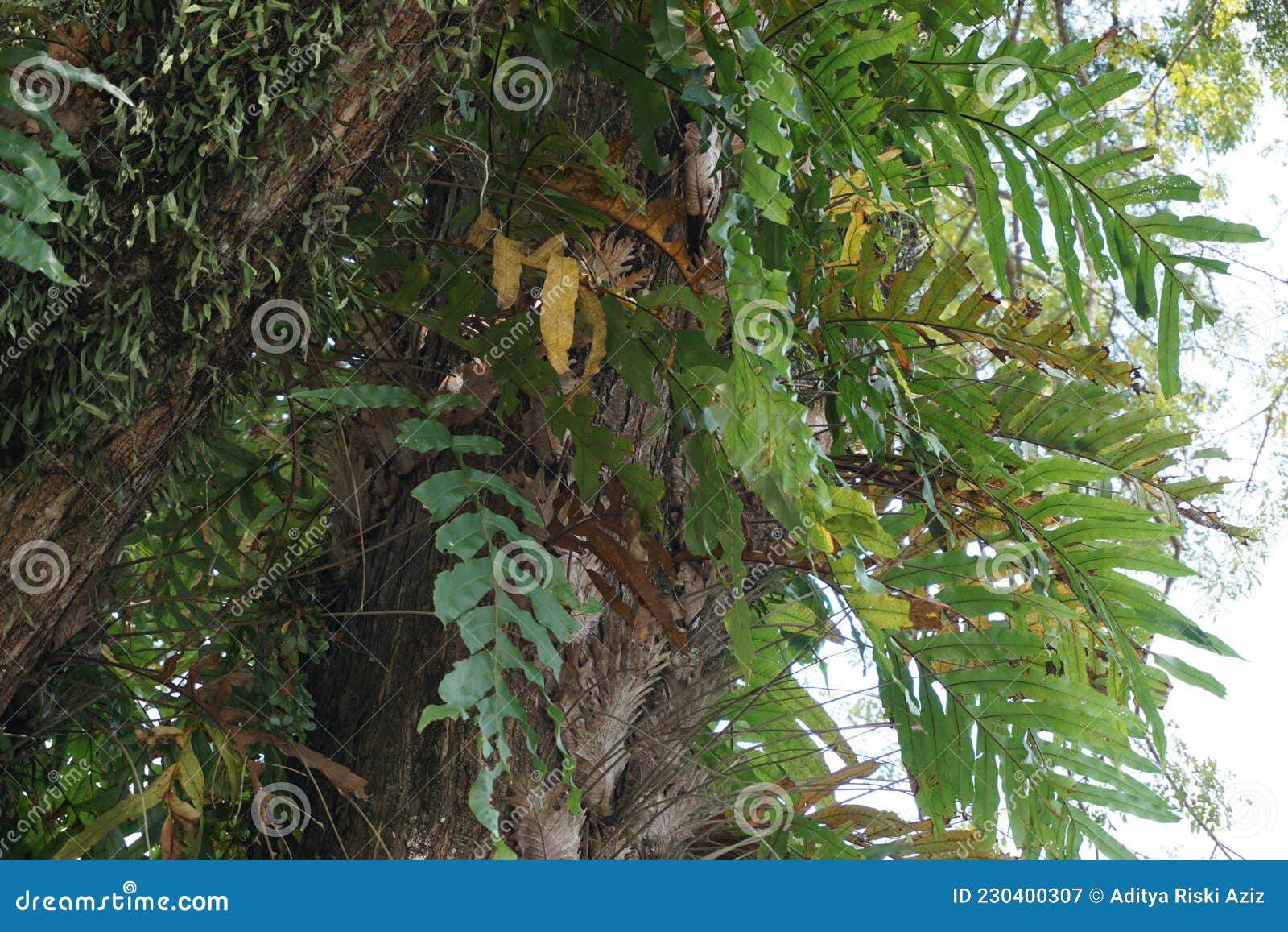 Dendroconche Scandens Also Called Microsorum Scandens, Fragrant Fern ...