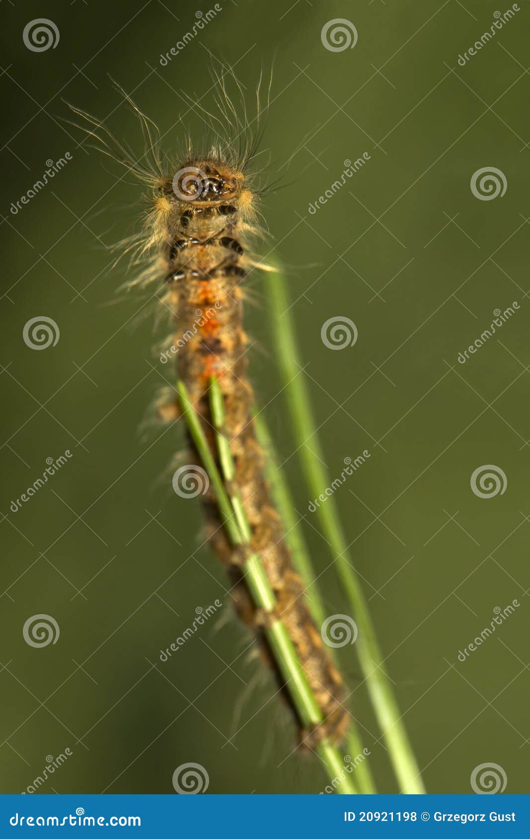Dendrolimus pini stock photo. Image of lepidoptera, invertebrate - 20921198