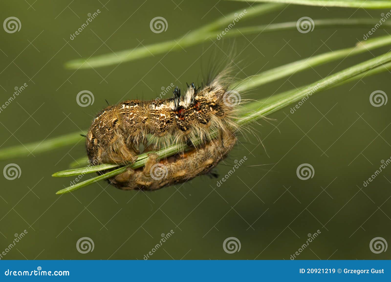 Dendrolimus pini stock image. Image of camouflage, fauna - 20921219