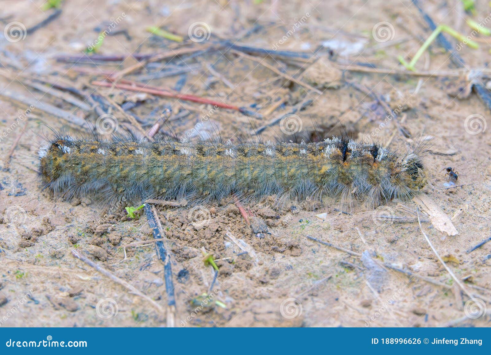 Dendrolimus punctatus stock photo. Image of insects - 188996626