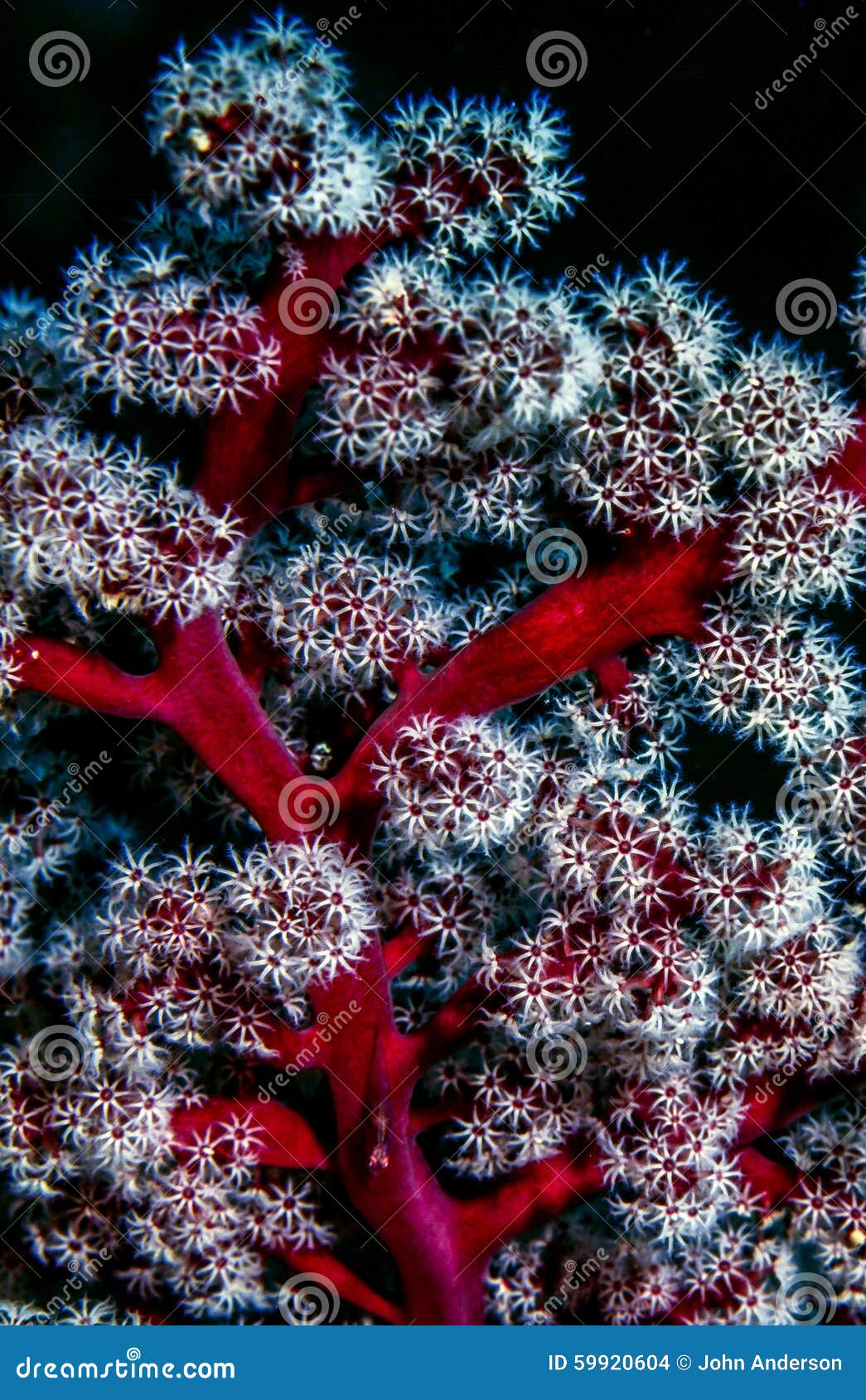 Dendronephthya soft corals stock photo. Image of pacific - 59920604