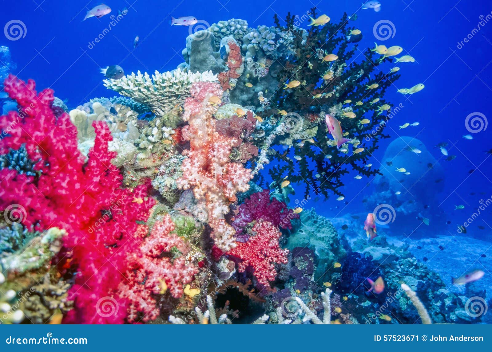 Dendronephthya Zachte Koralen Stock Afbeelding - Image of moeilijk ...