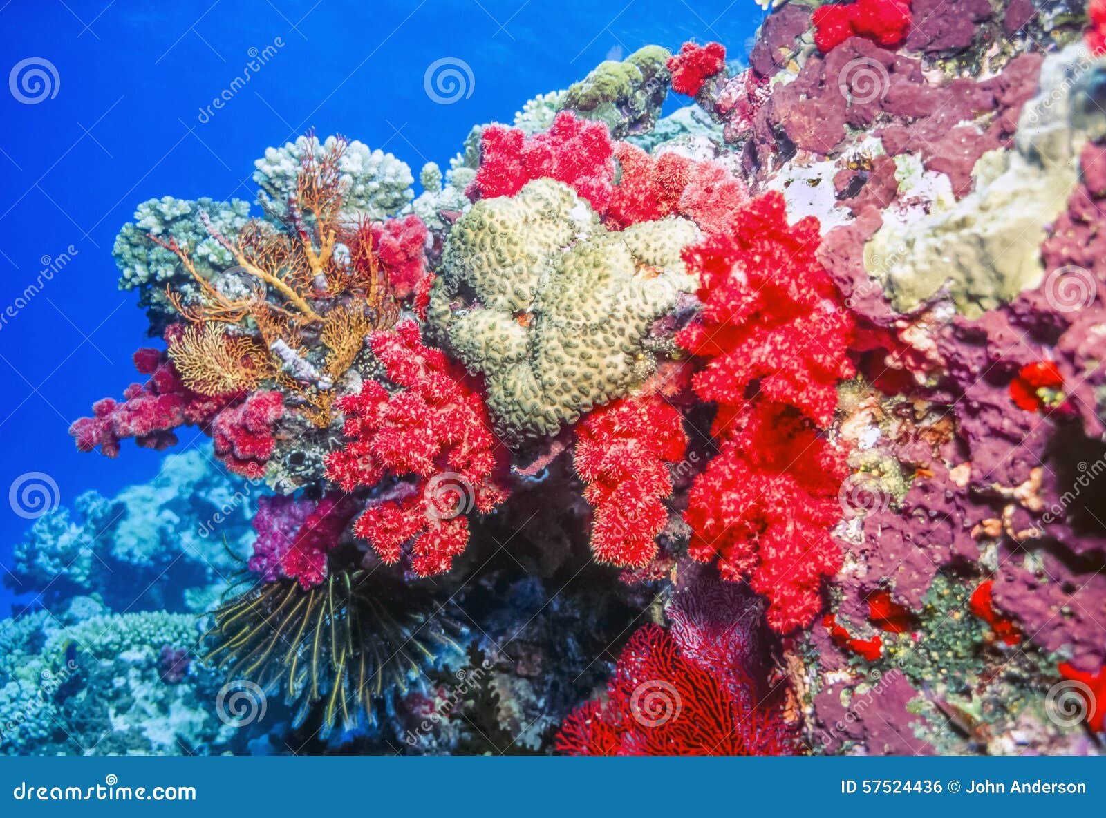 Dendronephthya Zachte Koralen Stock Foto - Image of vissen, vreedzaam ...