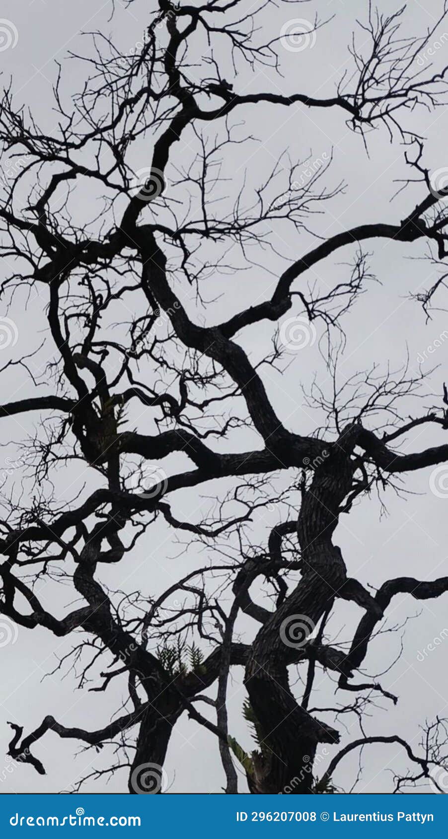 Dendrophobia Isolated on Back Light Stock Illustration - Illustration ...