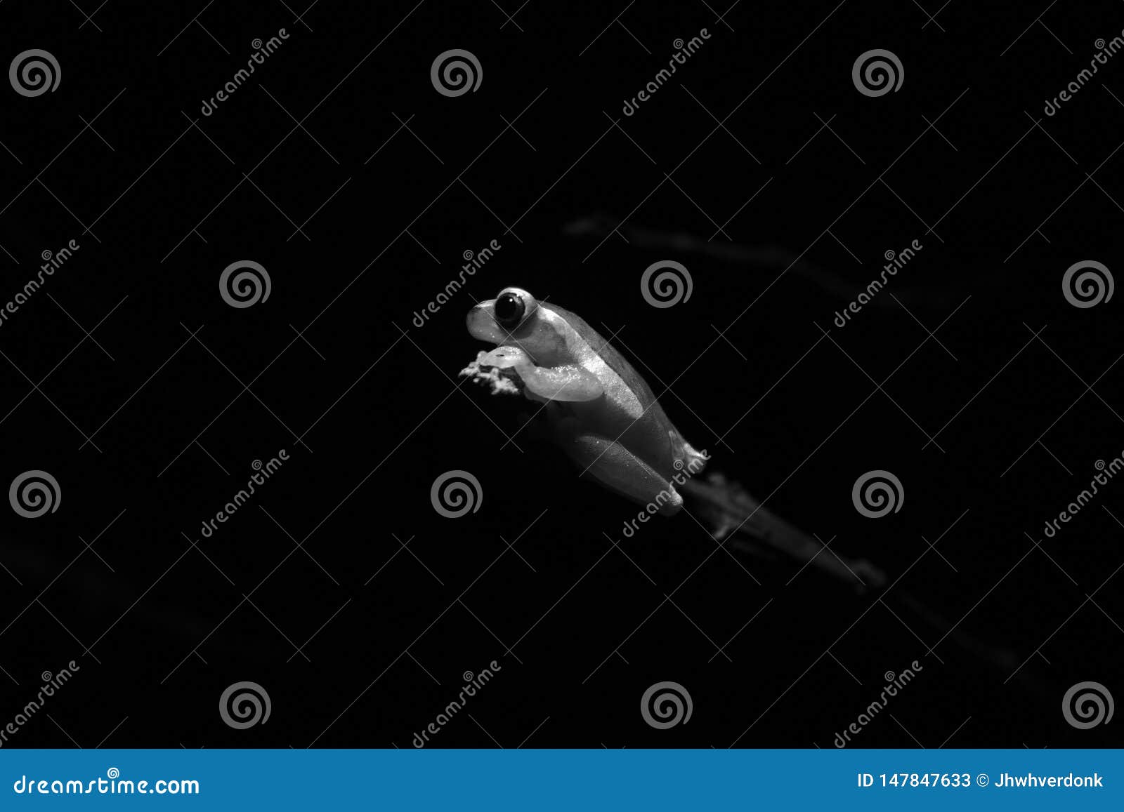 Dendropsophus Bifurcus, Upper Amazon Tree Frog, a Fluoriscent Yellow ...