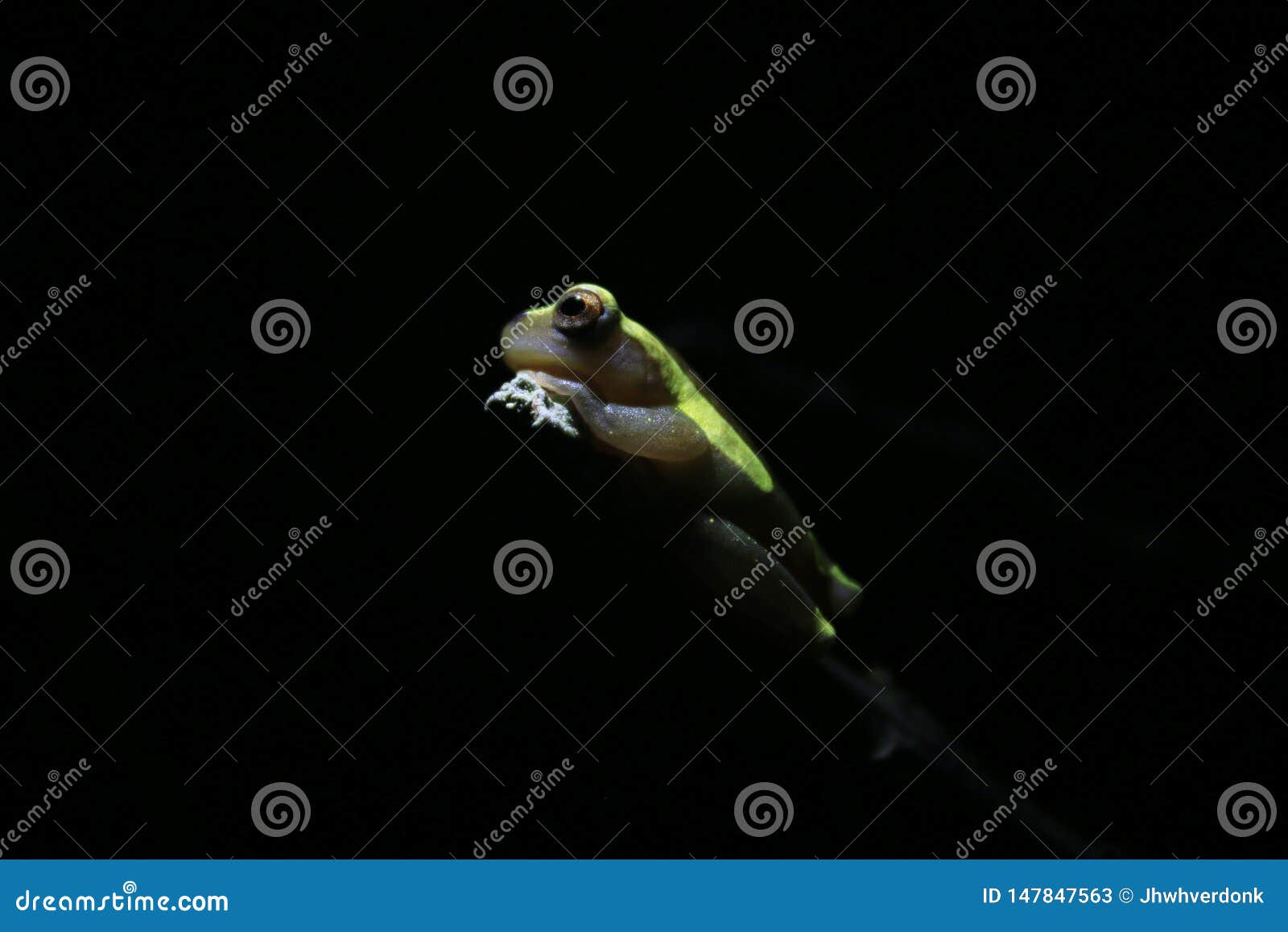 Dendropsophus Bifurcus, Upper Amazon Tree Frog, a Fluoriscent Yellow ...