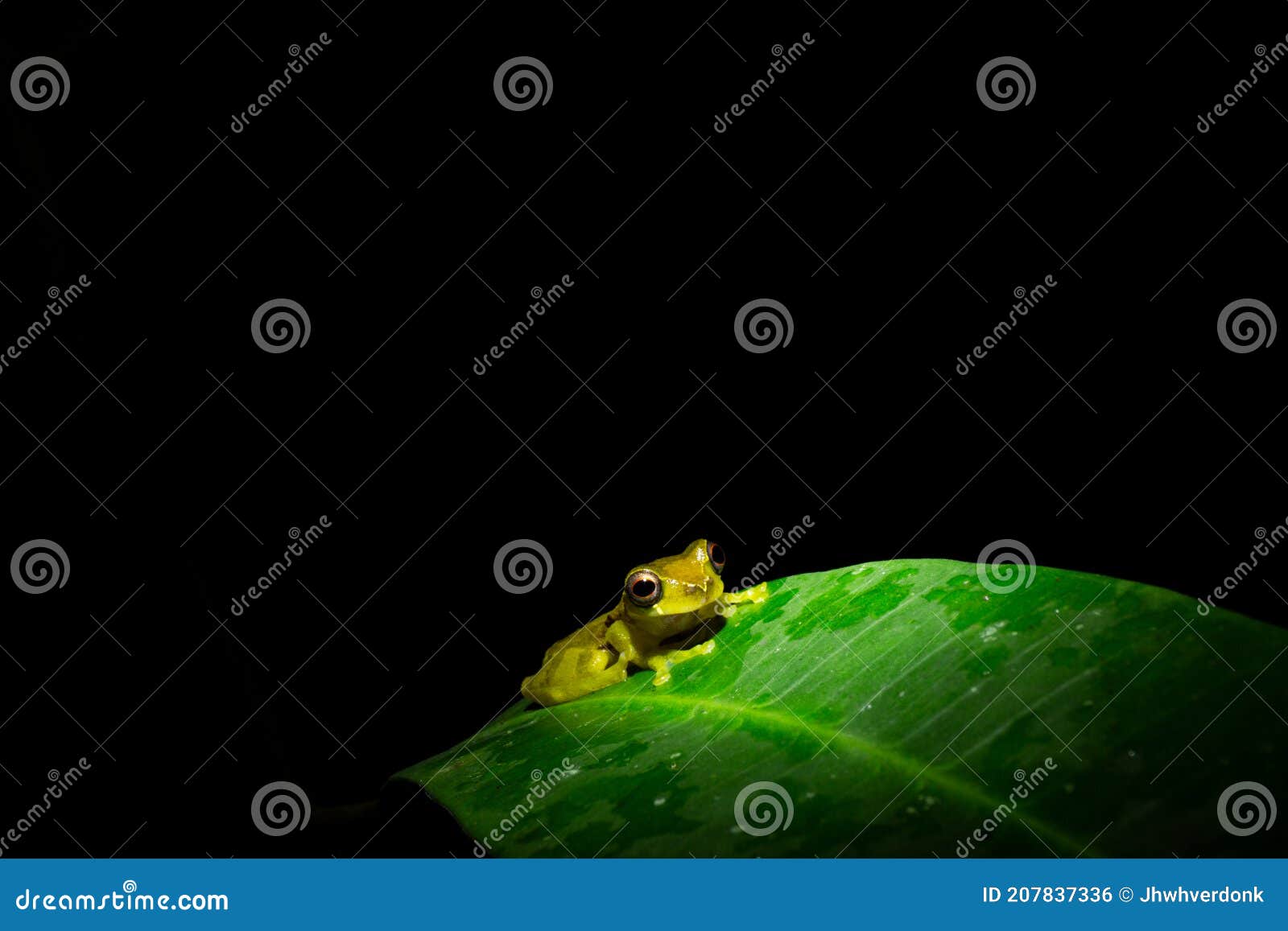 Dendropsophus Bifurcus or Upper Amazon Tree Frog in the Rainforest ...