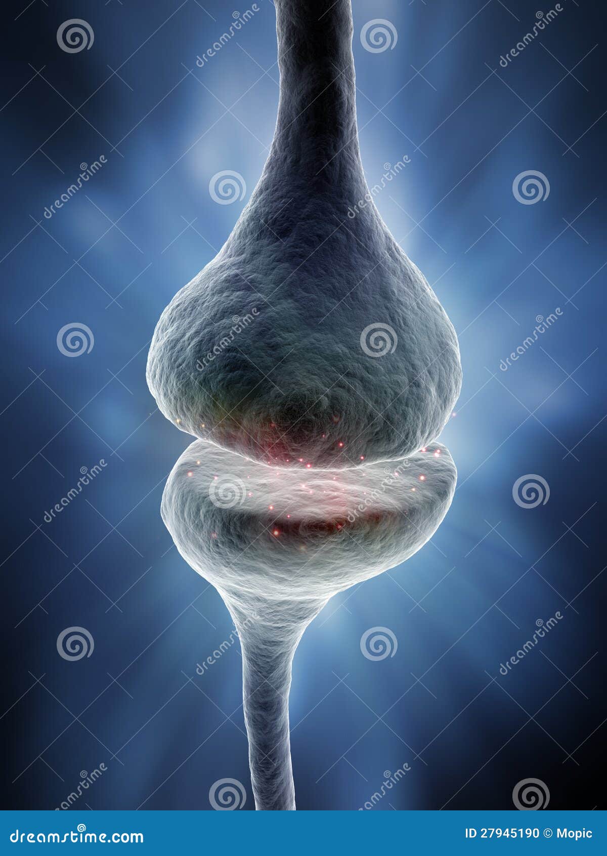 Dendrite Biological Anatomy Vector Illustration Diagram With Nerve Cell ...