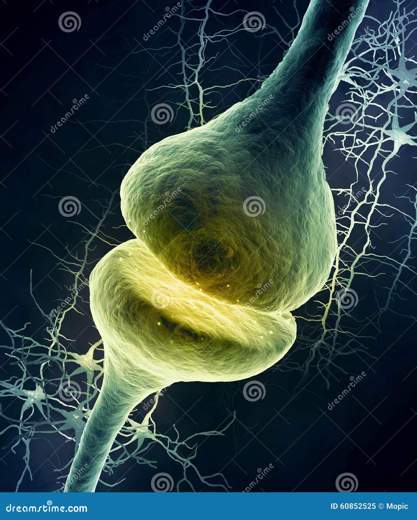 Dendrite Biological Anatomy Vector Illustration Diagram With Nerve Cell ...