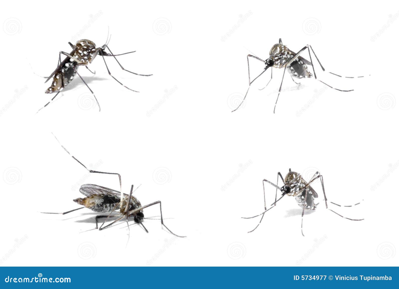 Dengue Host stock image. Image of disease, aegipty, insect - 5734977