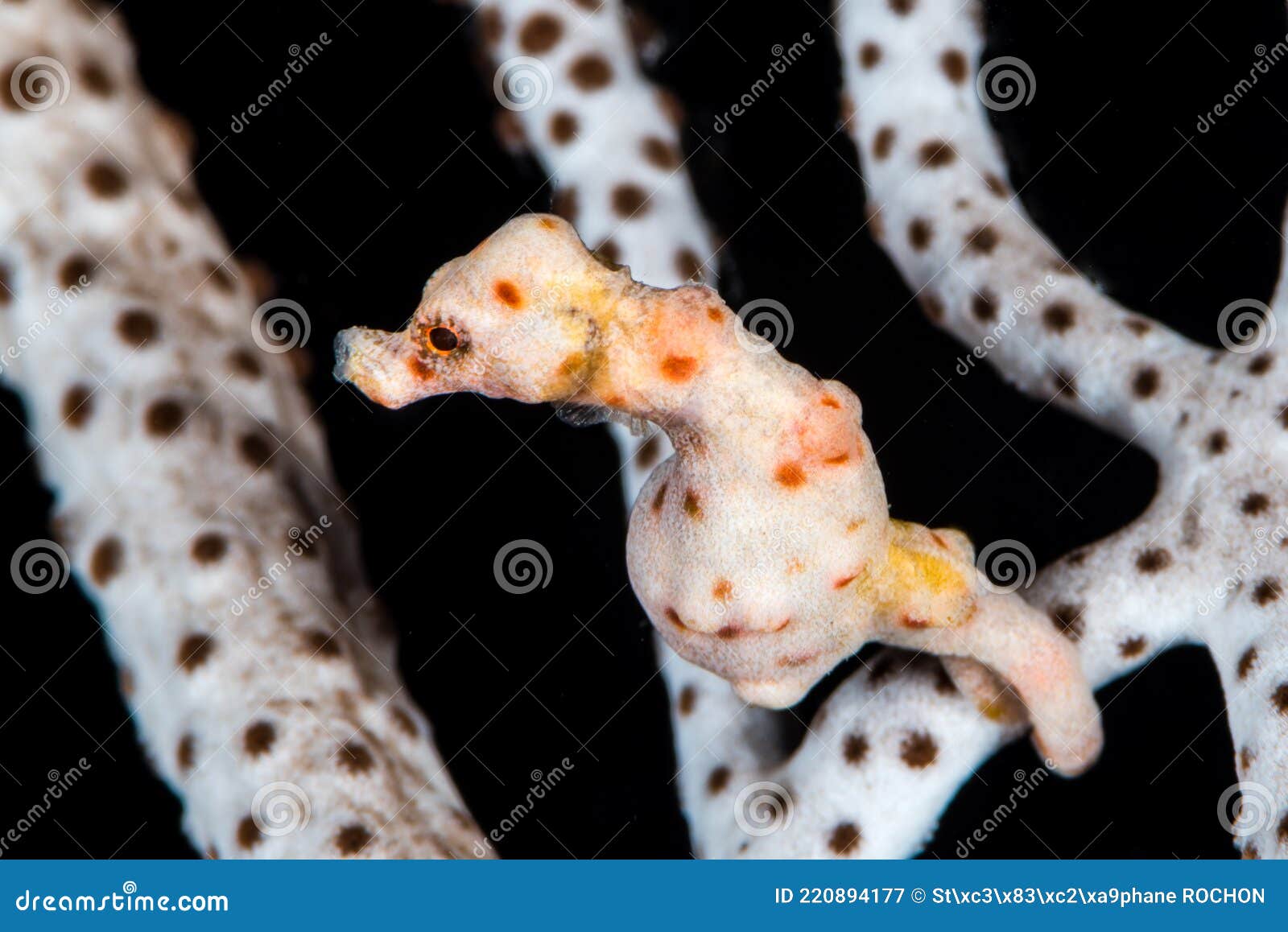 Denise S Pygmy Seahorse in the Raja Ampat Stock Image - Image of ...