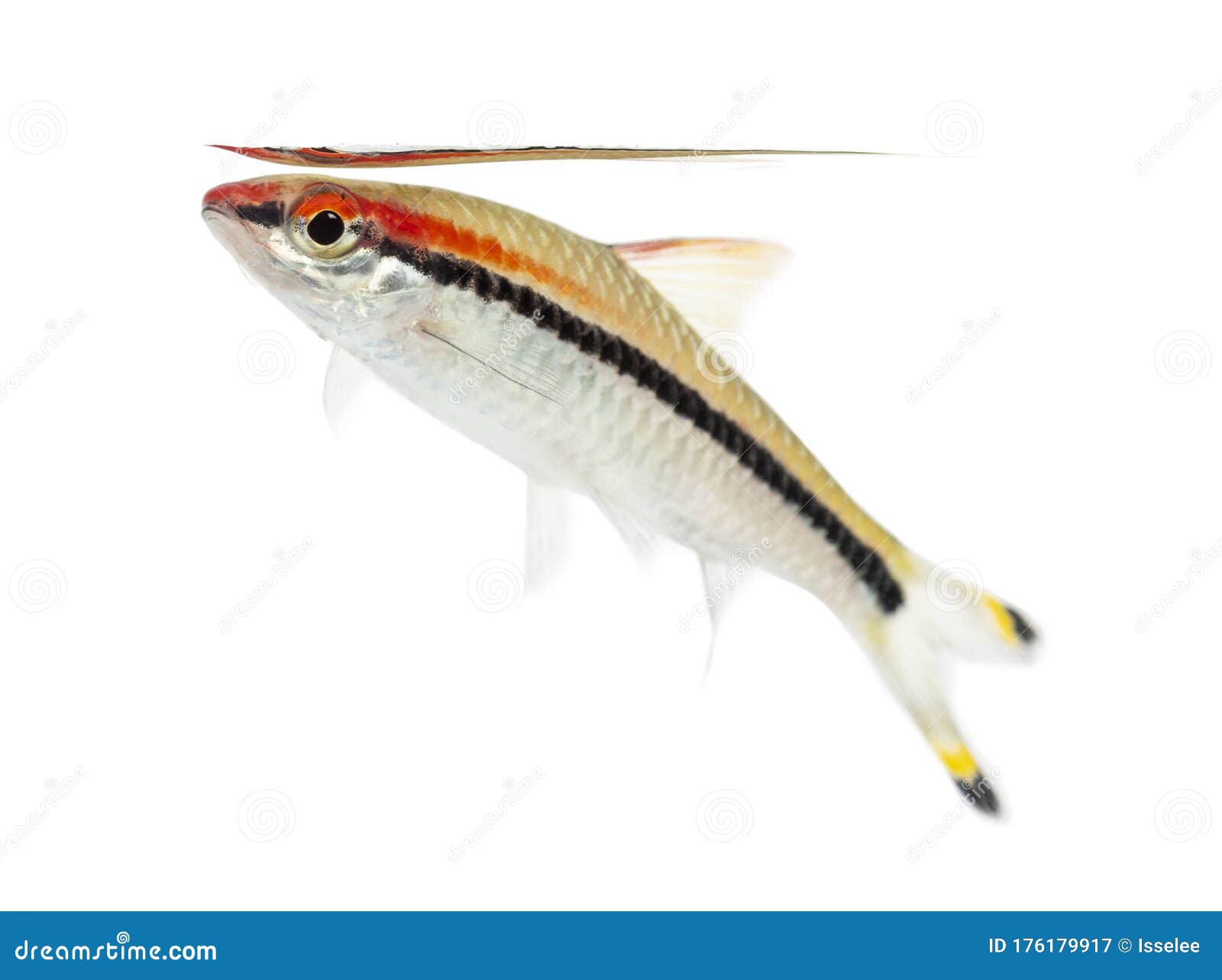 Denison Barb Surfacing, Fish, Sahyadria Denisonii, Isolated Stock Image ...