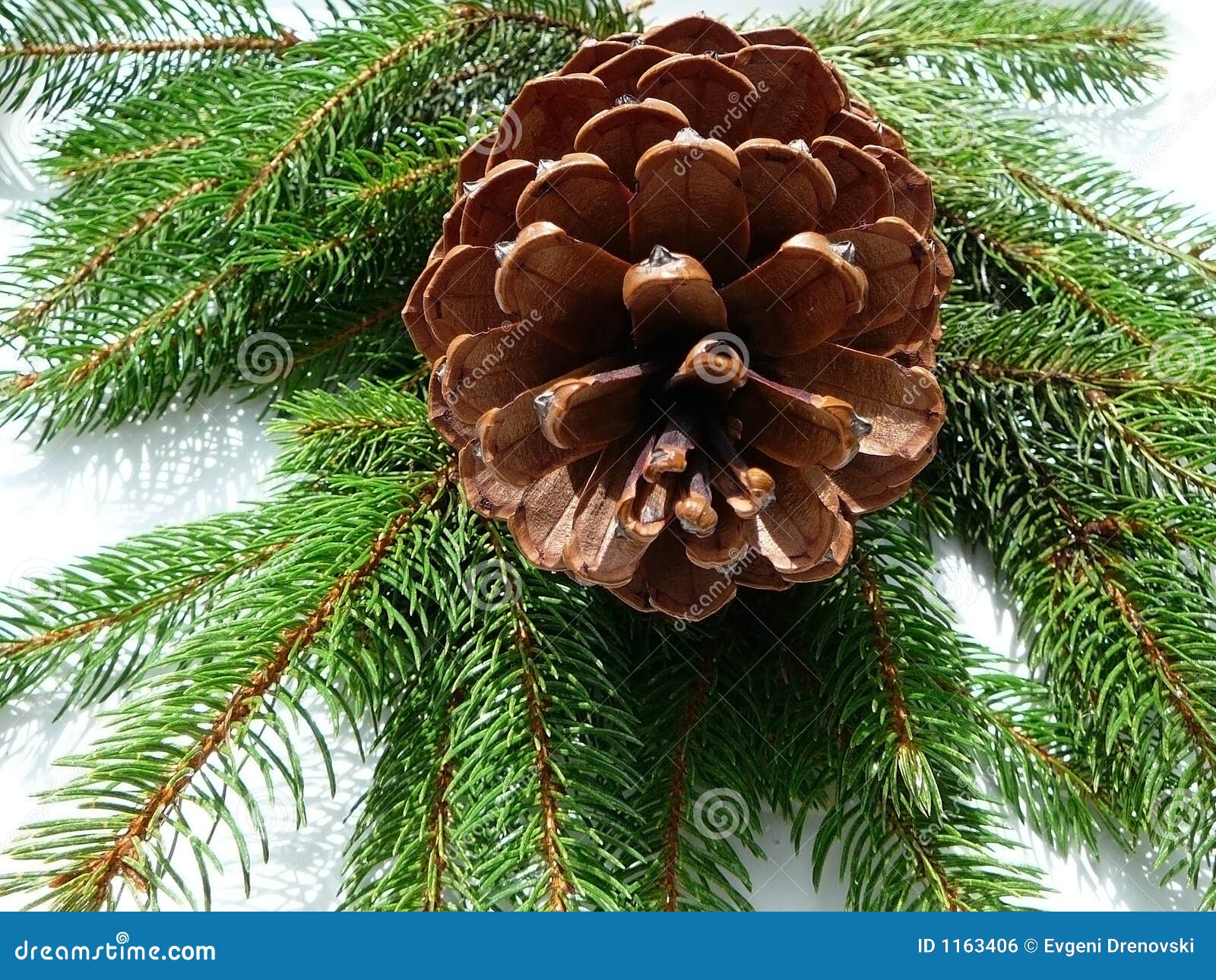 Denneappel stock foto. Image of daling, altijdgroen, noot - 1163406