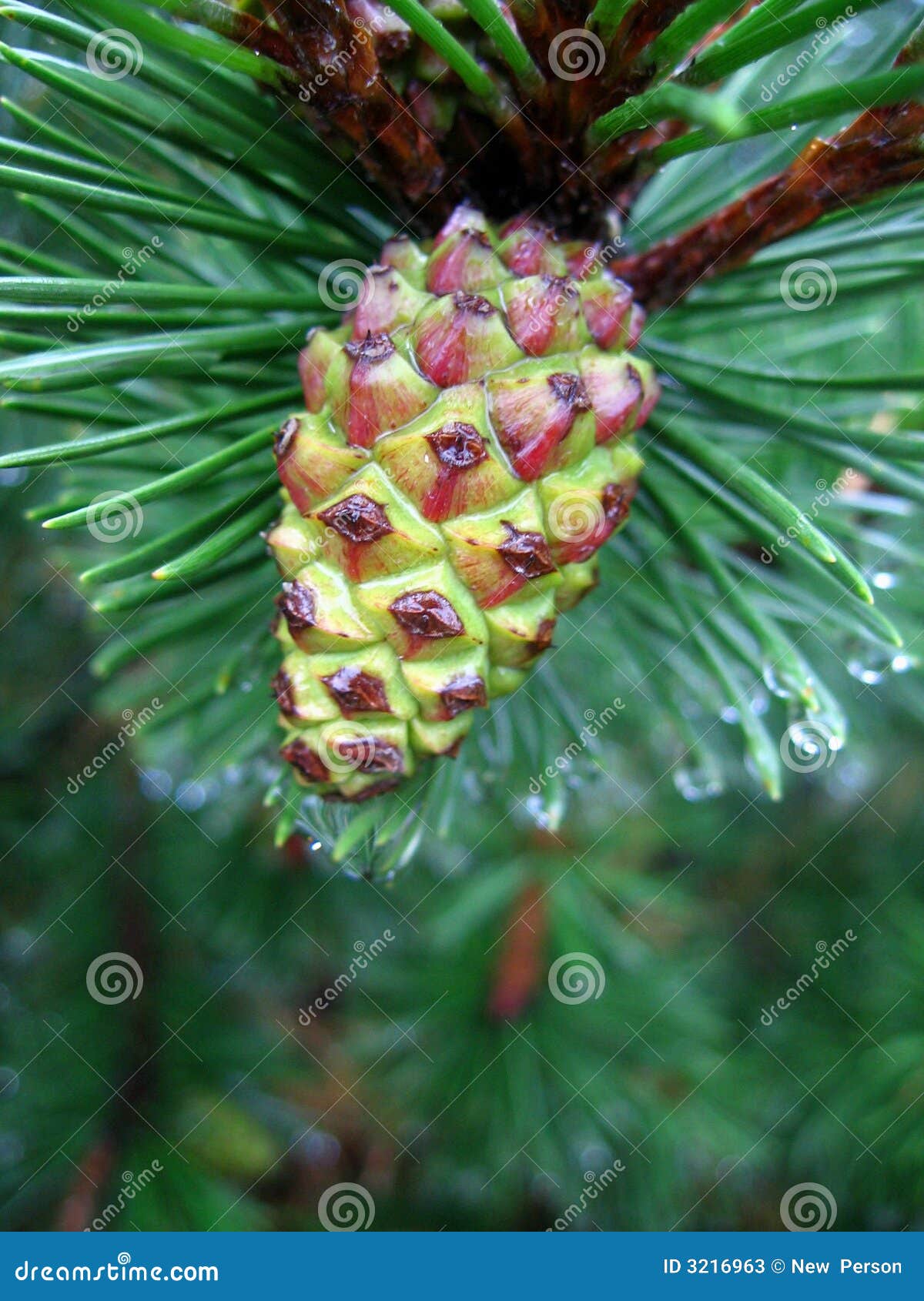 Denneappel stock afbeelding. Image of openlucht, bomen - 3216963