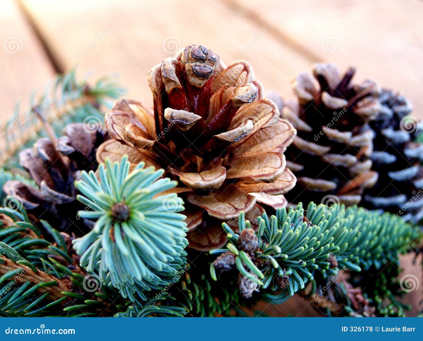 Denneappels Picture. Image: 326178