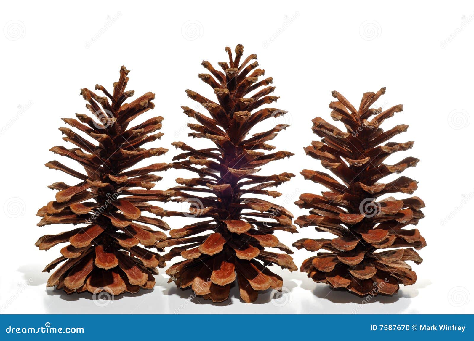 Denneappels stock foto. Image of seizoengebonden, seizoen - 7587670