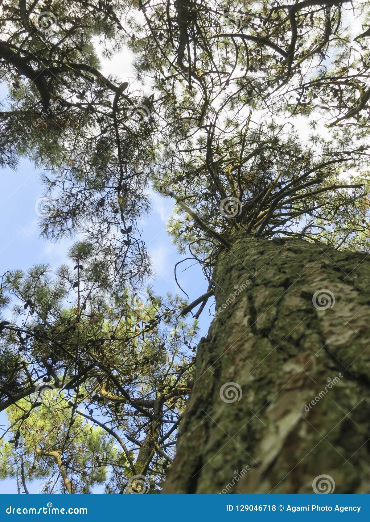 Dennenboom, Pine stock photo. Image of europe, duinen - 129046718