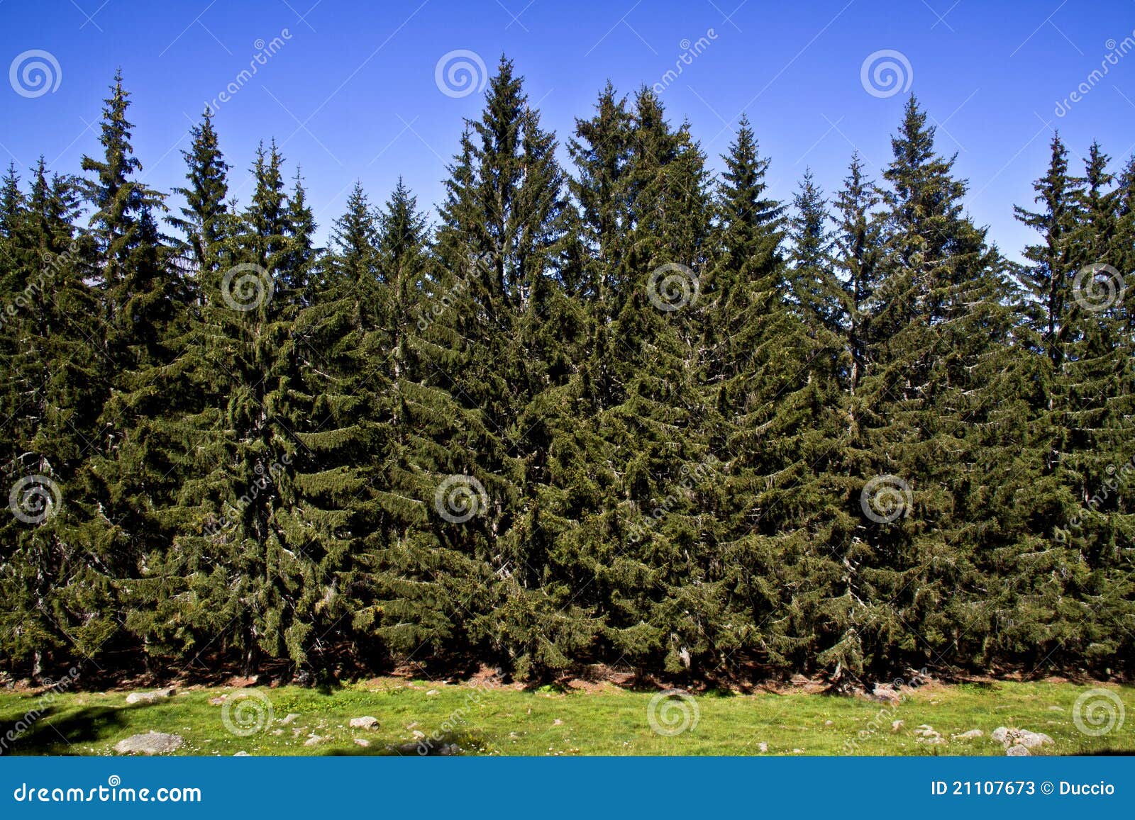 Dennenbos stock afbeelding. Image of opheldering, landschap - 21107673