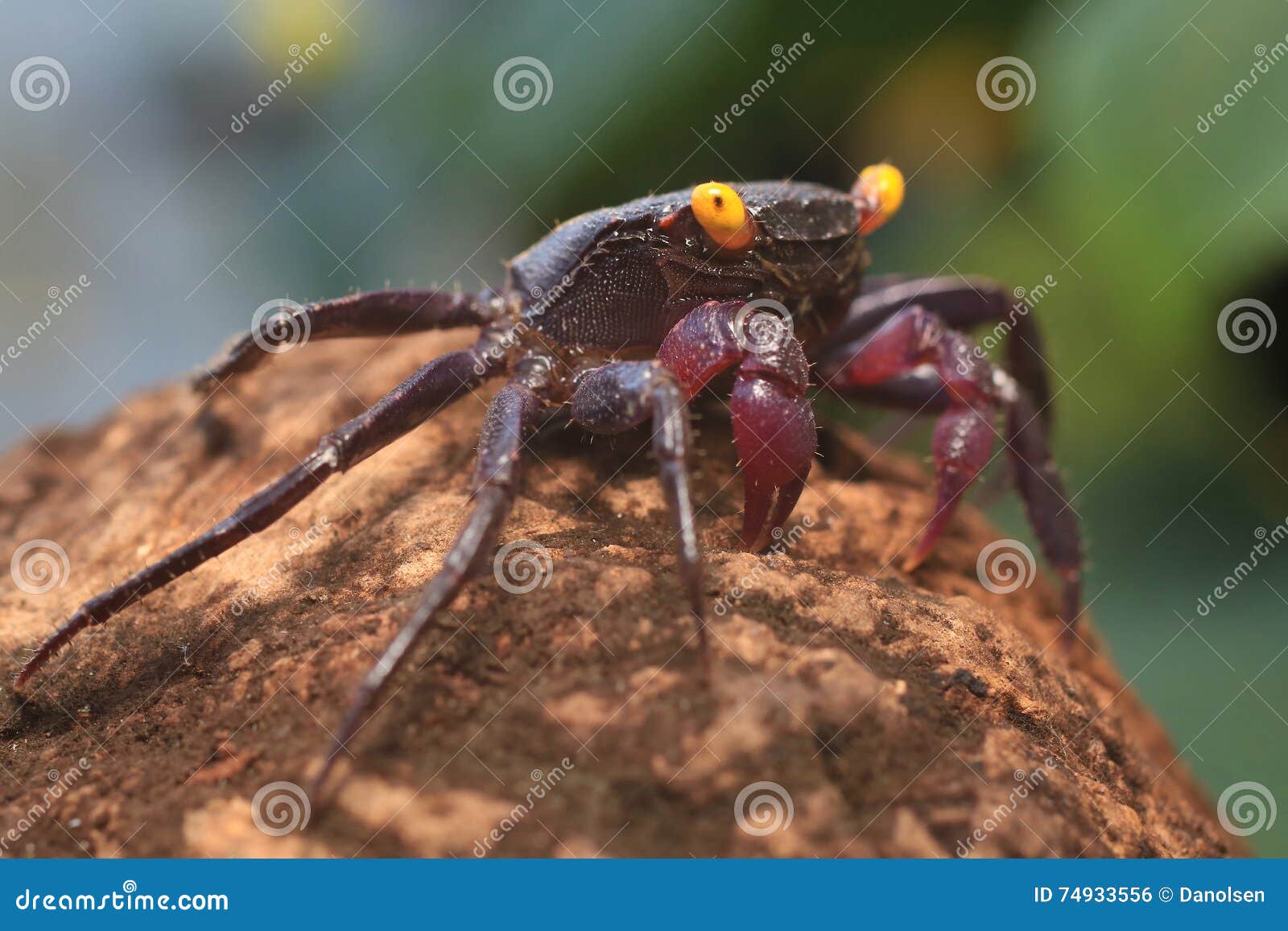 Dennerle De Geosesarma De Crabe De Vampire Photo stock - Image du oeil ...