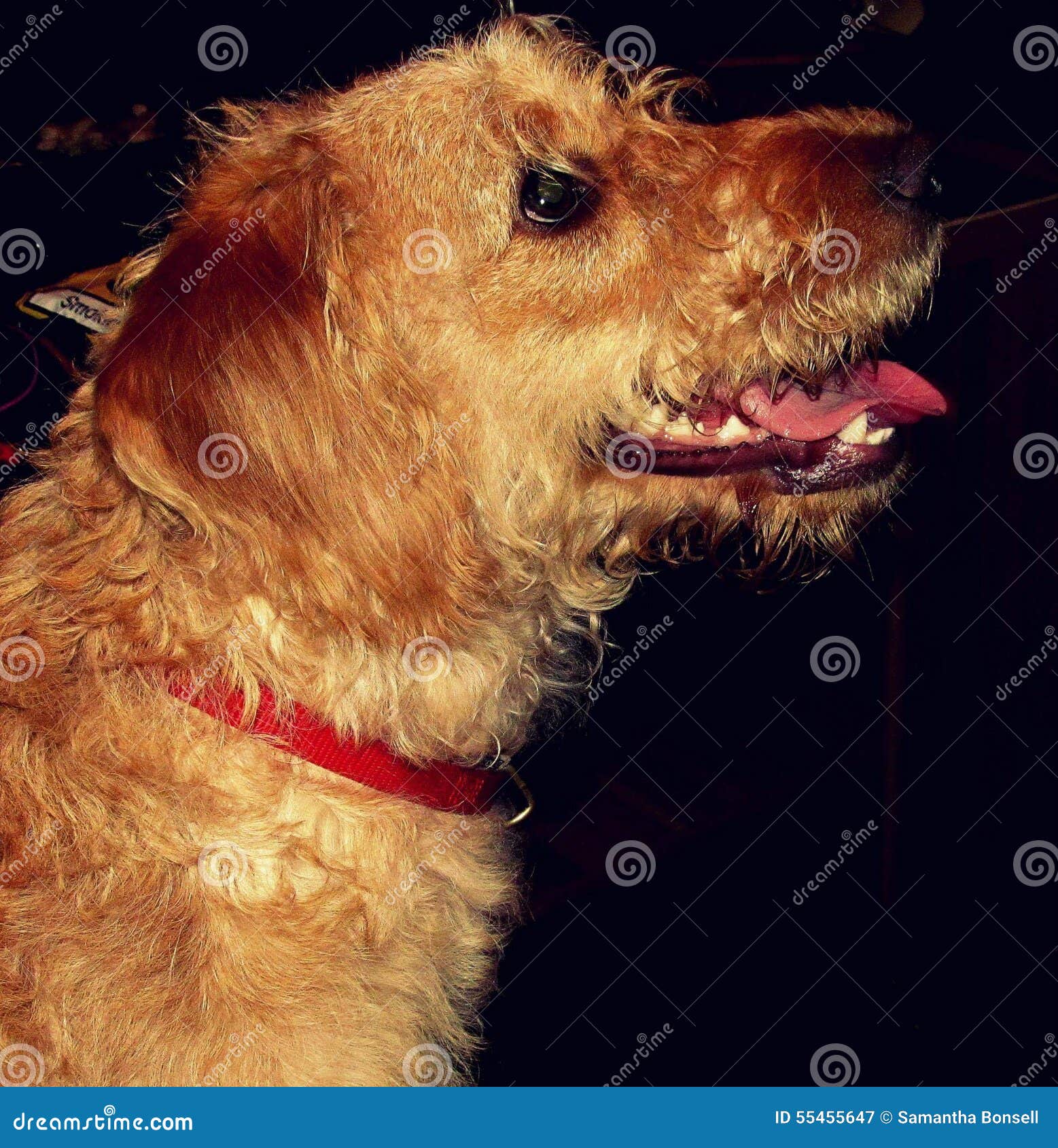 Dennis the dog stock image. Image of animals, labradoodle - 55455647