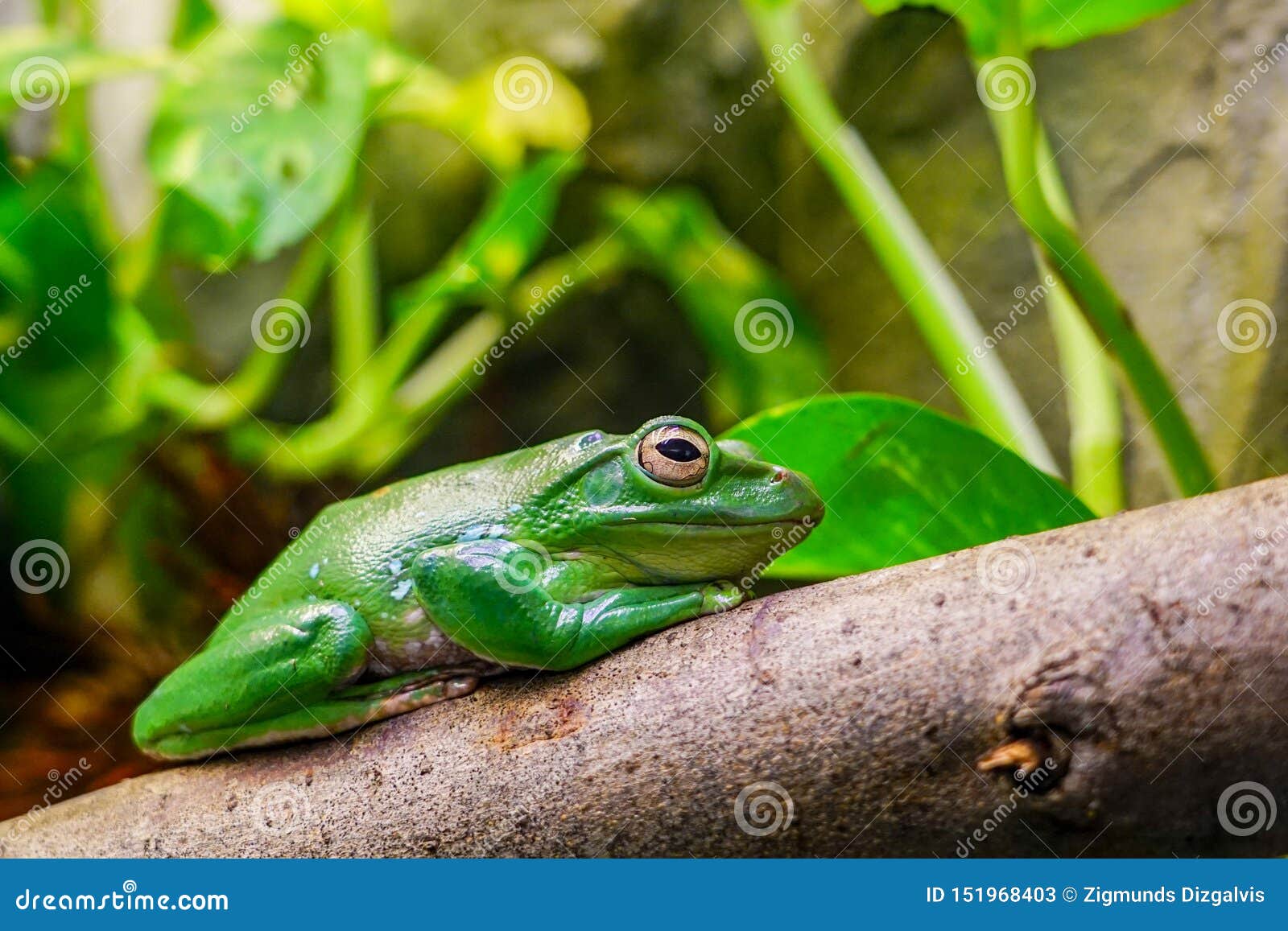 Frog Profile Stock Images - Download 564 Royalty Free Photos
