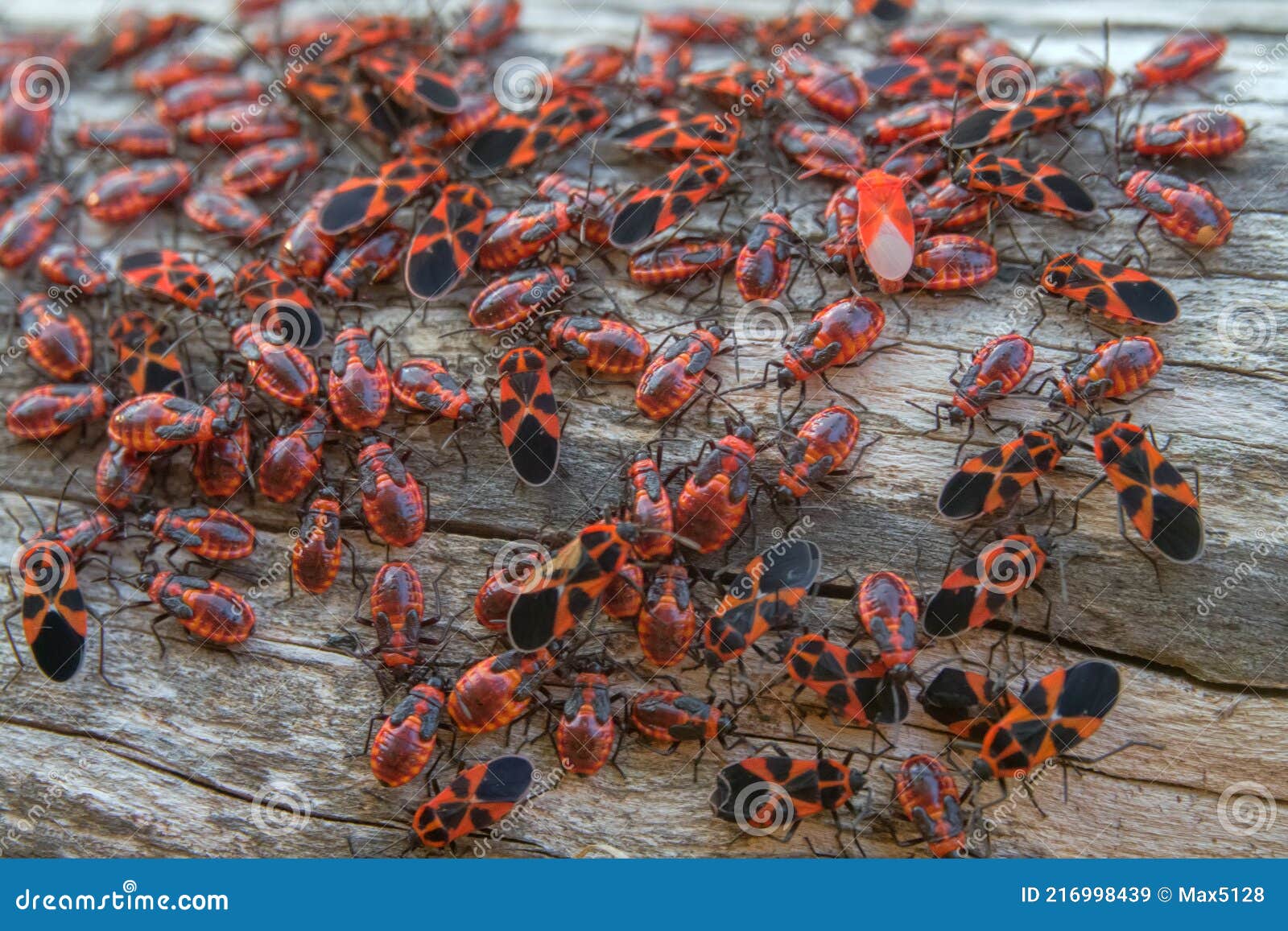 Dense Accumulation of Insects on the Tree Trunk Stock Image - Image of ...