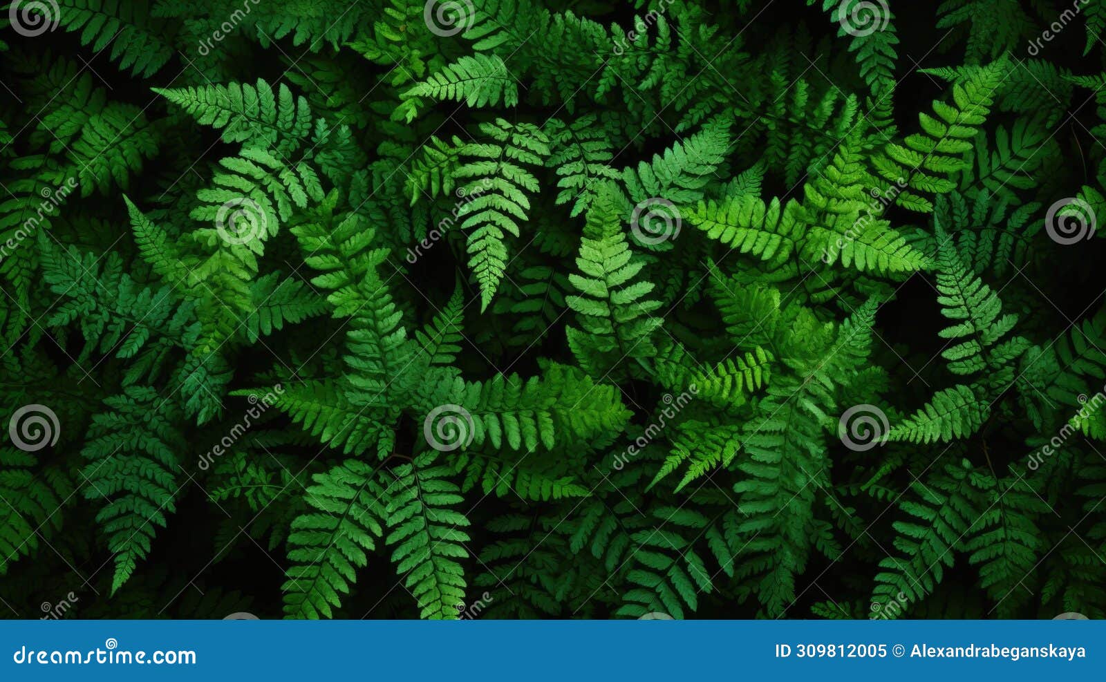 Dark Green Ferns in Shadow stock illustration. Illustration of leaf ...