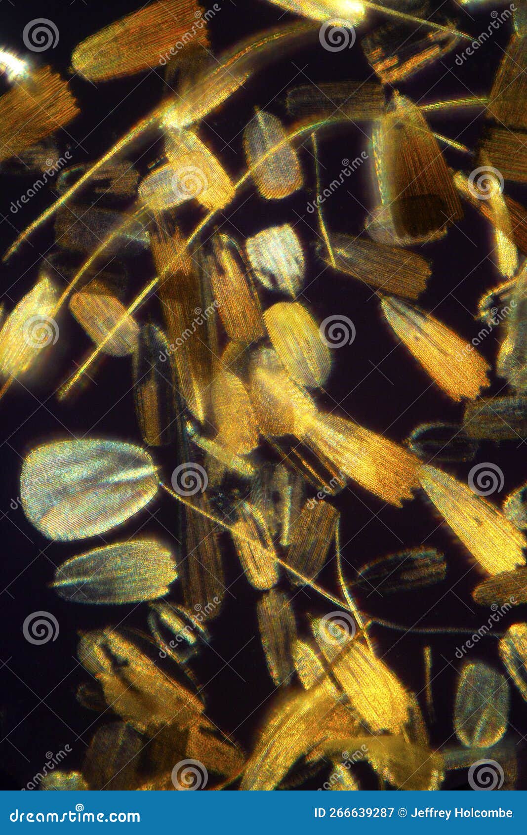 Bright Abstract Micrograph of Dramatic Scales from a Moth Wing Stock ...