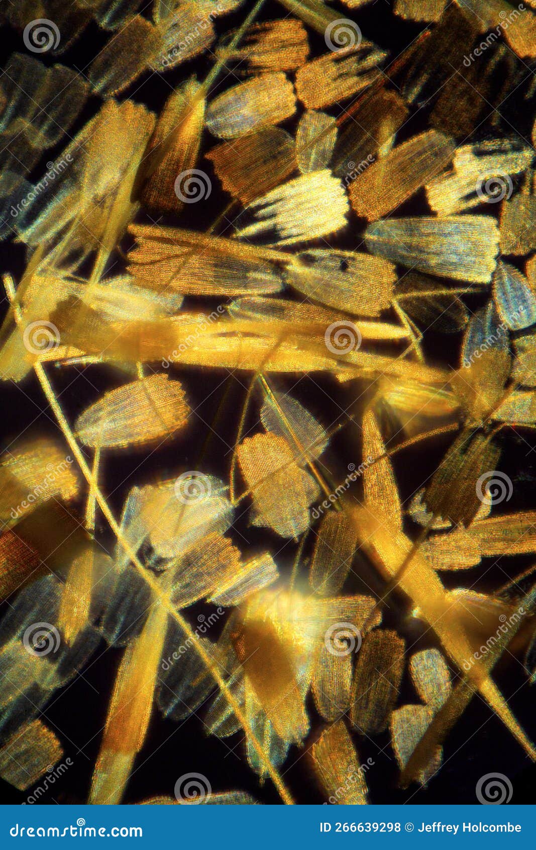 Bright Abstract Micrograph of Dramatic Scales from a Moth Wing Stock ...