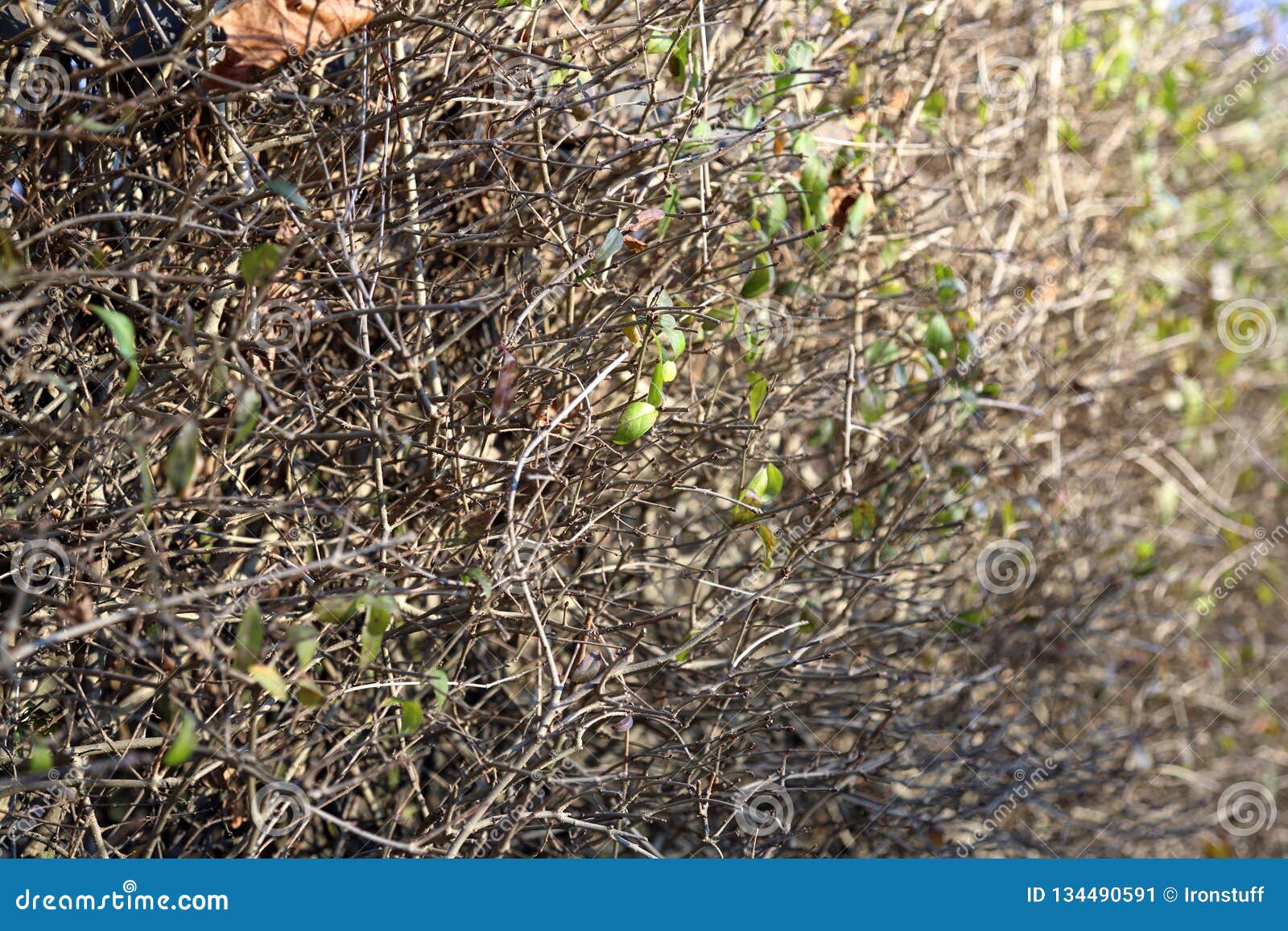 Dense autumn bush stock image. Image of interlaced, fall - 134490591