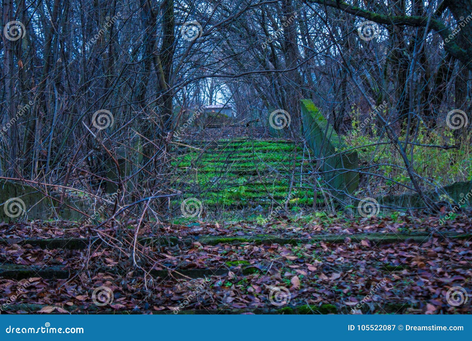 Mysterious Steps in the Backwoods Stock Image - Image of dense, steps ...