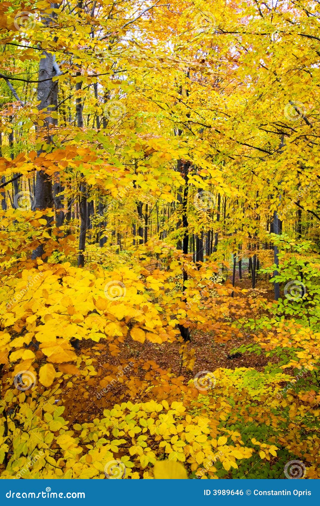 Dense Autumn Forest Foliage Stock Photo - Image of yellow, trees: 3989646
