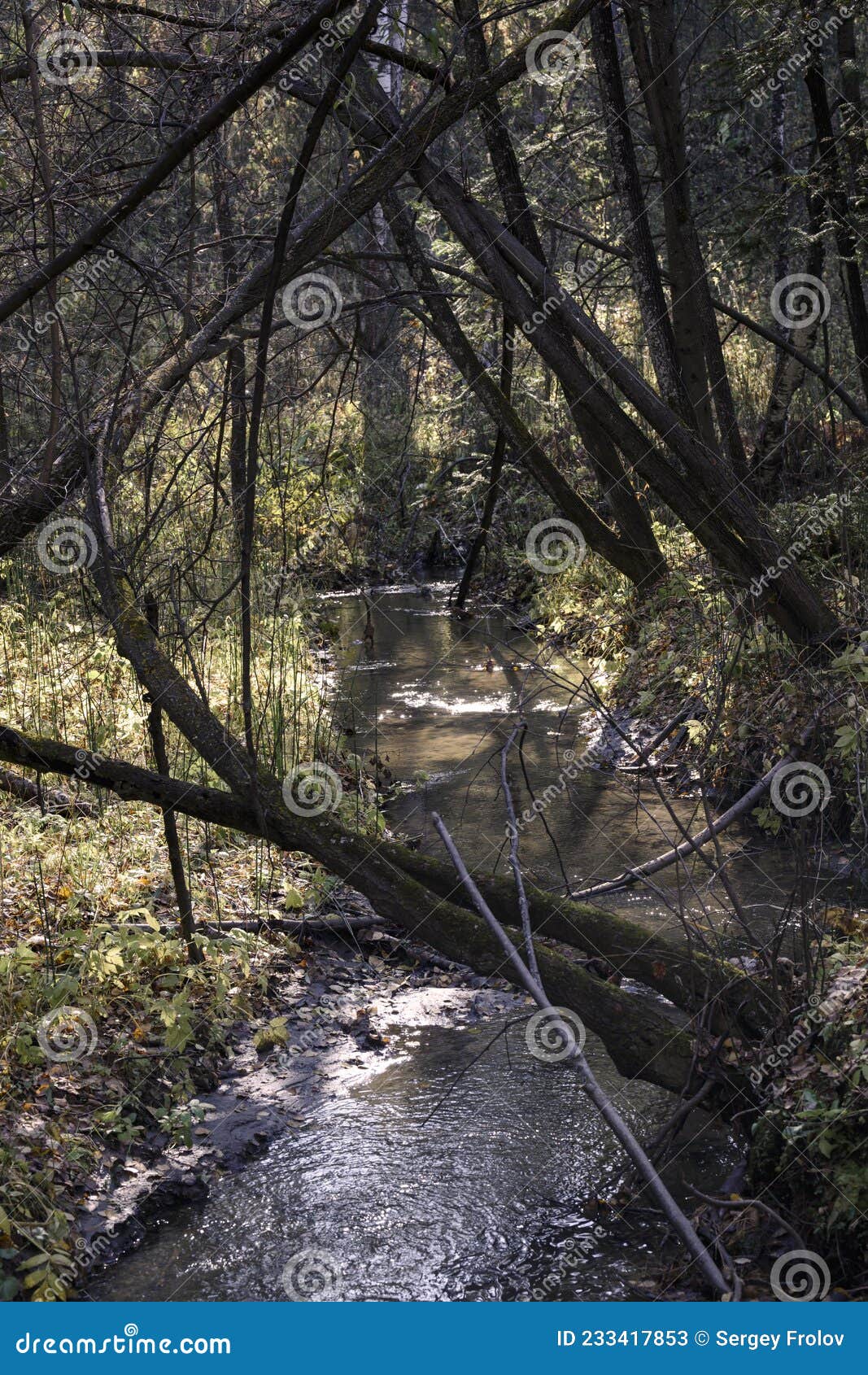 A Dense Autumn Forest with a Stream and Leaning, Intertwining and ...