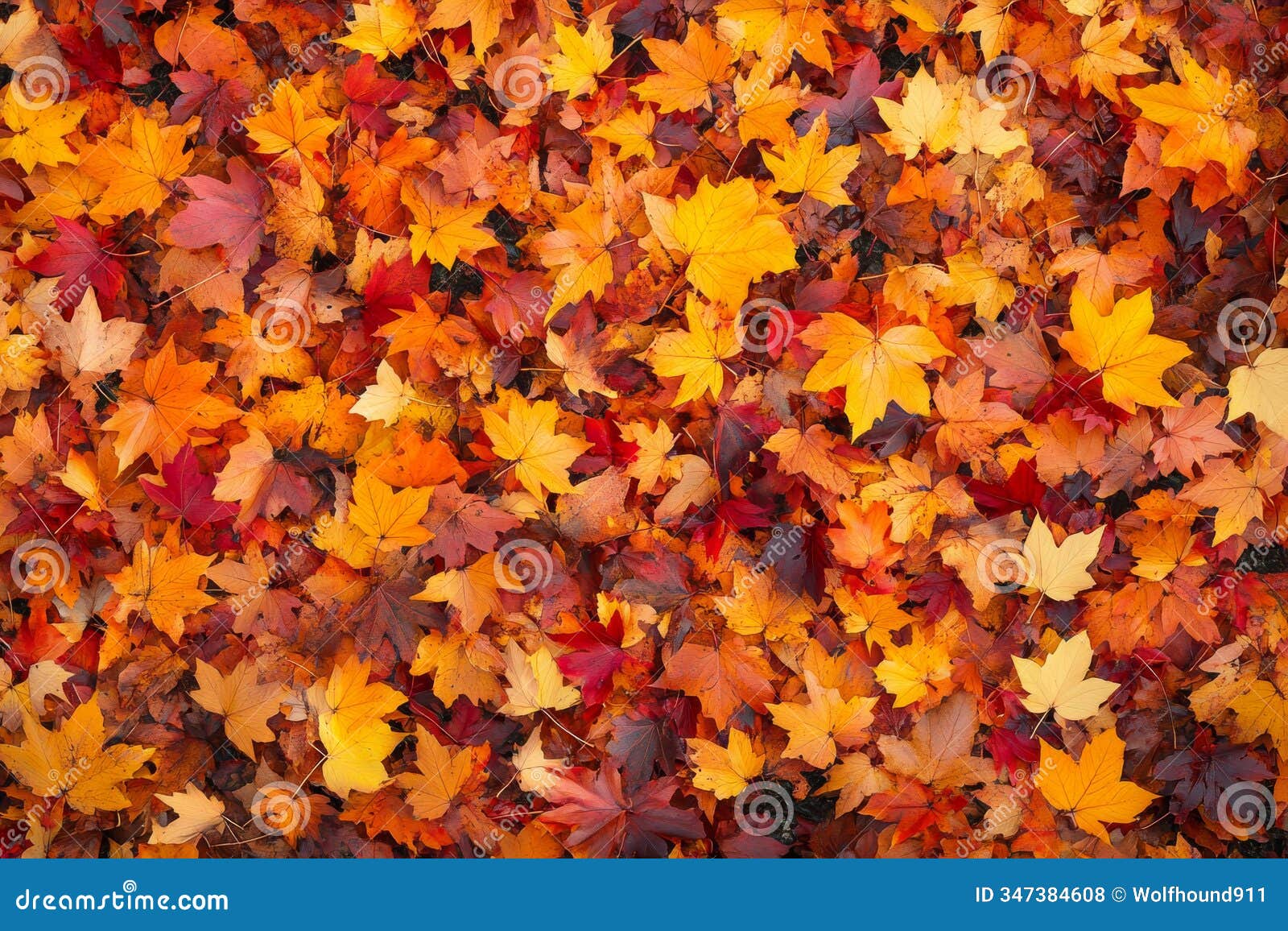 Dense Autumn Forest Texture, Overlapping Orange and Red Leaves with ...